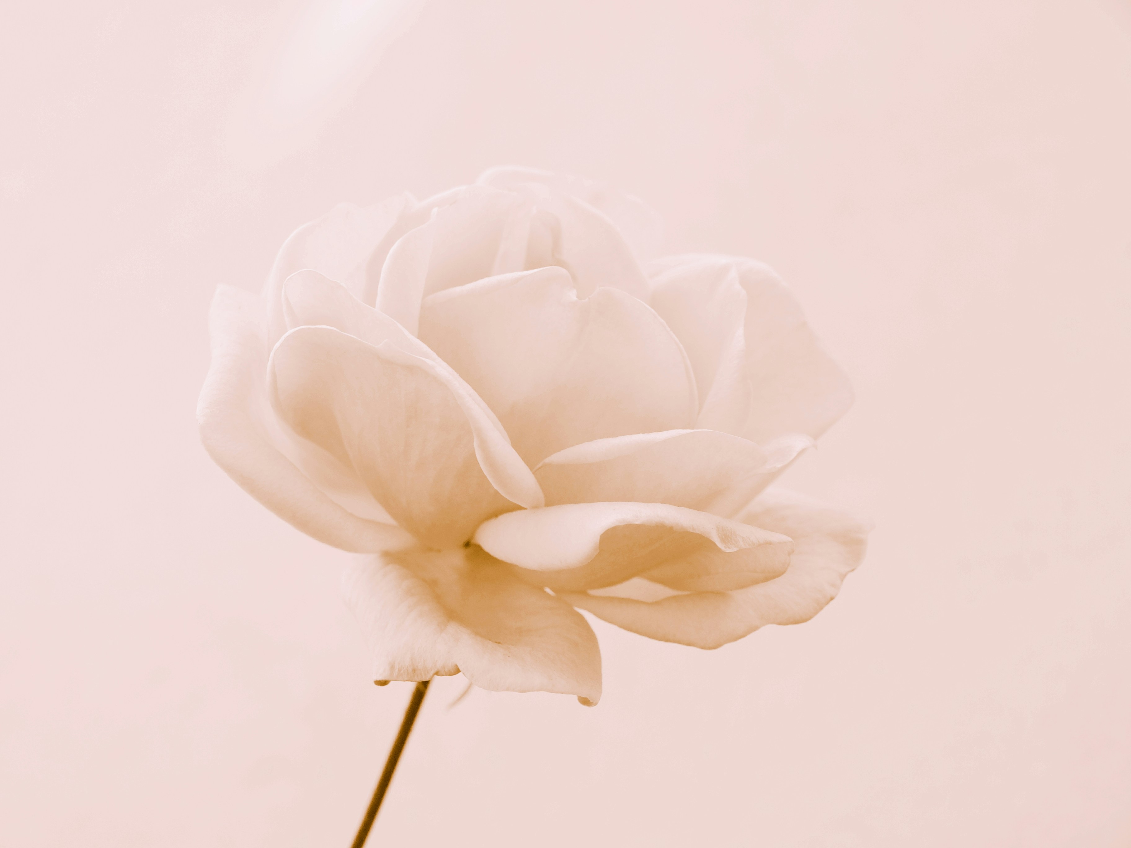 Sepia-toned rose with soft petals against a pale background.