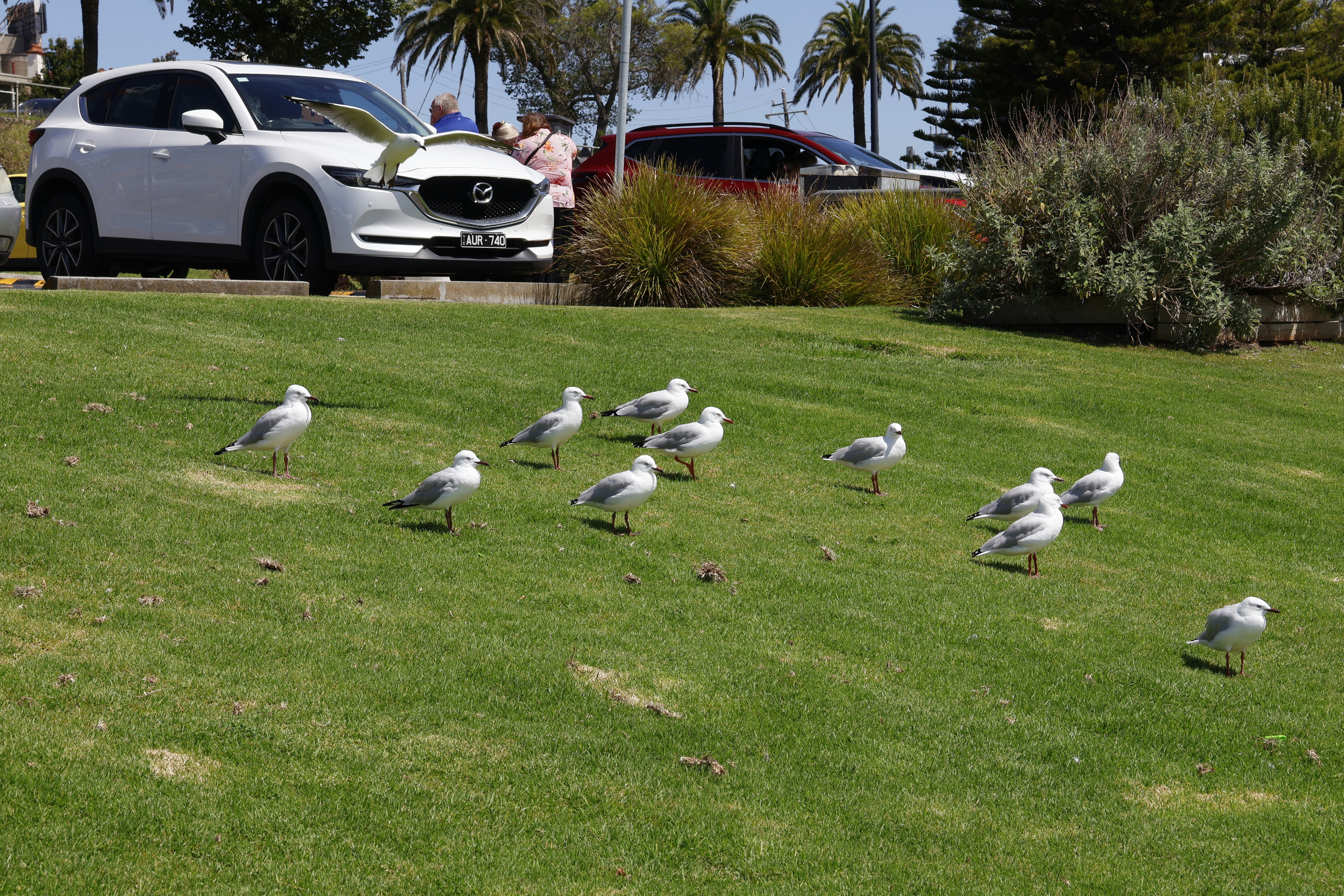 Seagull Parade on a Sunlit Park with Palm Trees and Cars in the Background