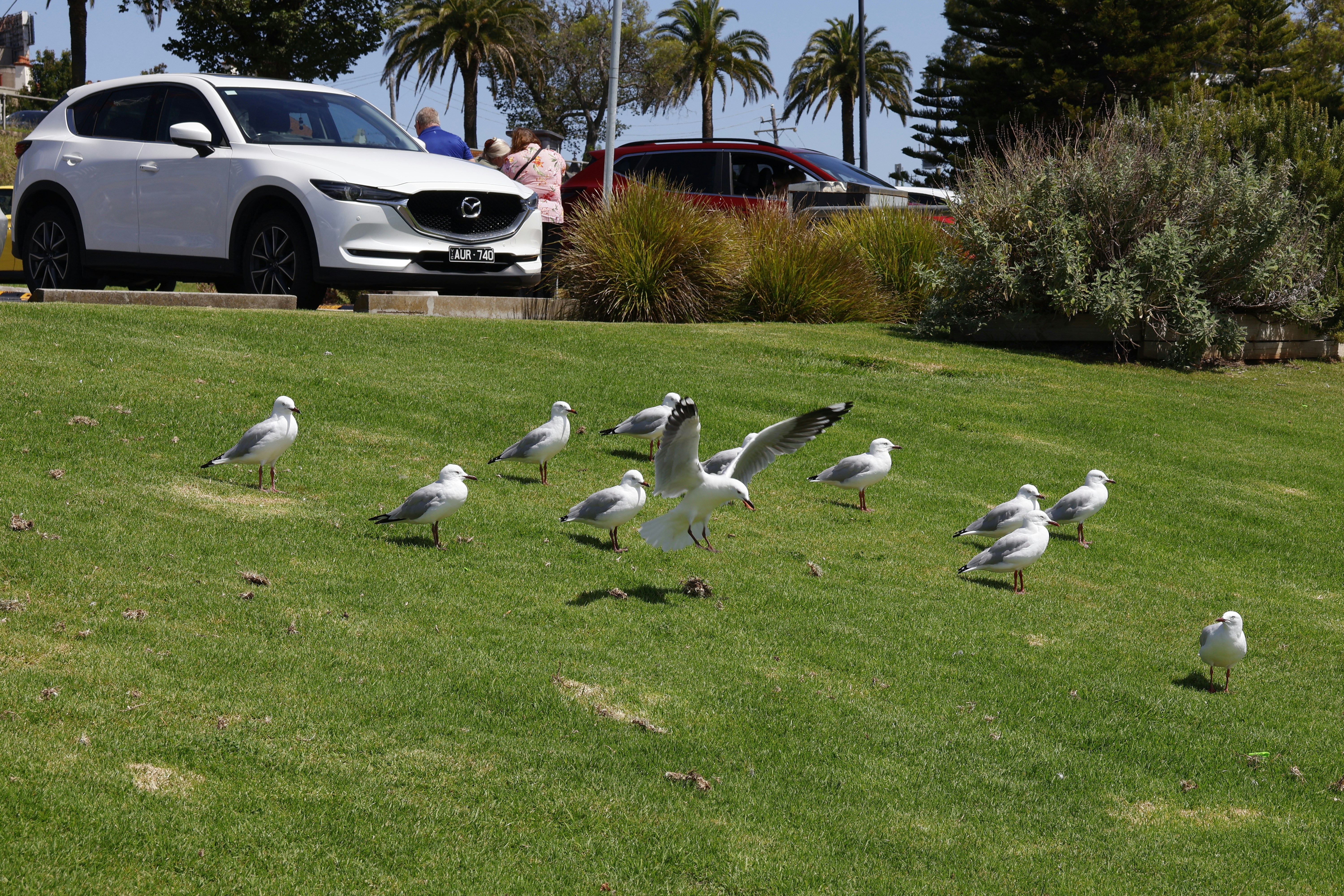 Seagulls gathered on a grassy area near parked cars with palm trees in the background.