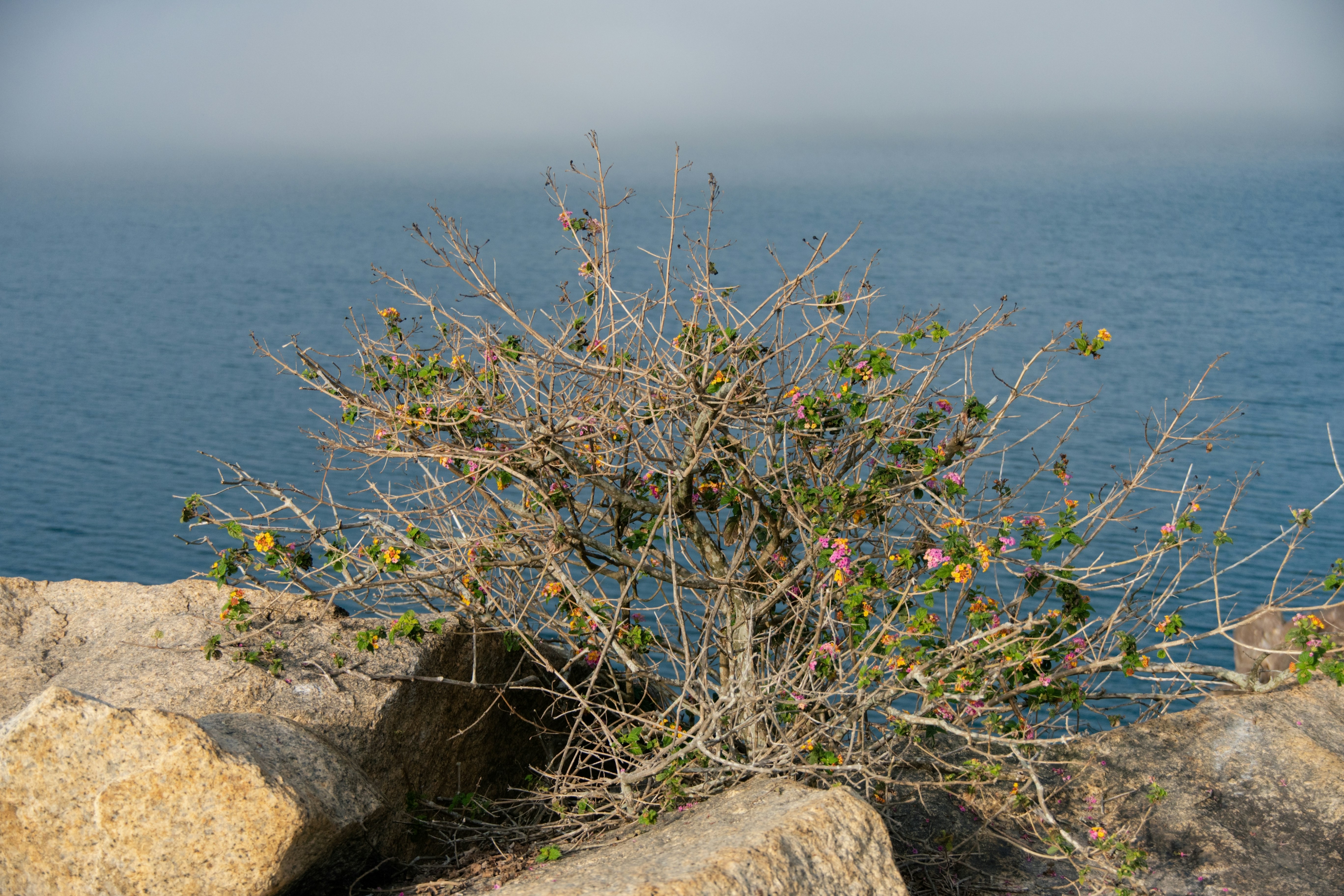 Leafy shrub with colorful flowers growing on rocky shoreline against a calm sea background.