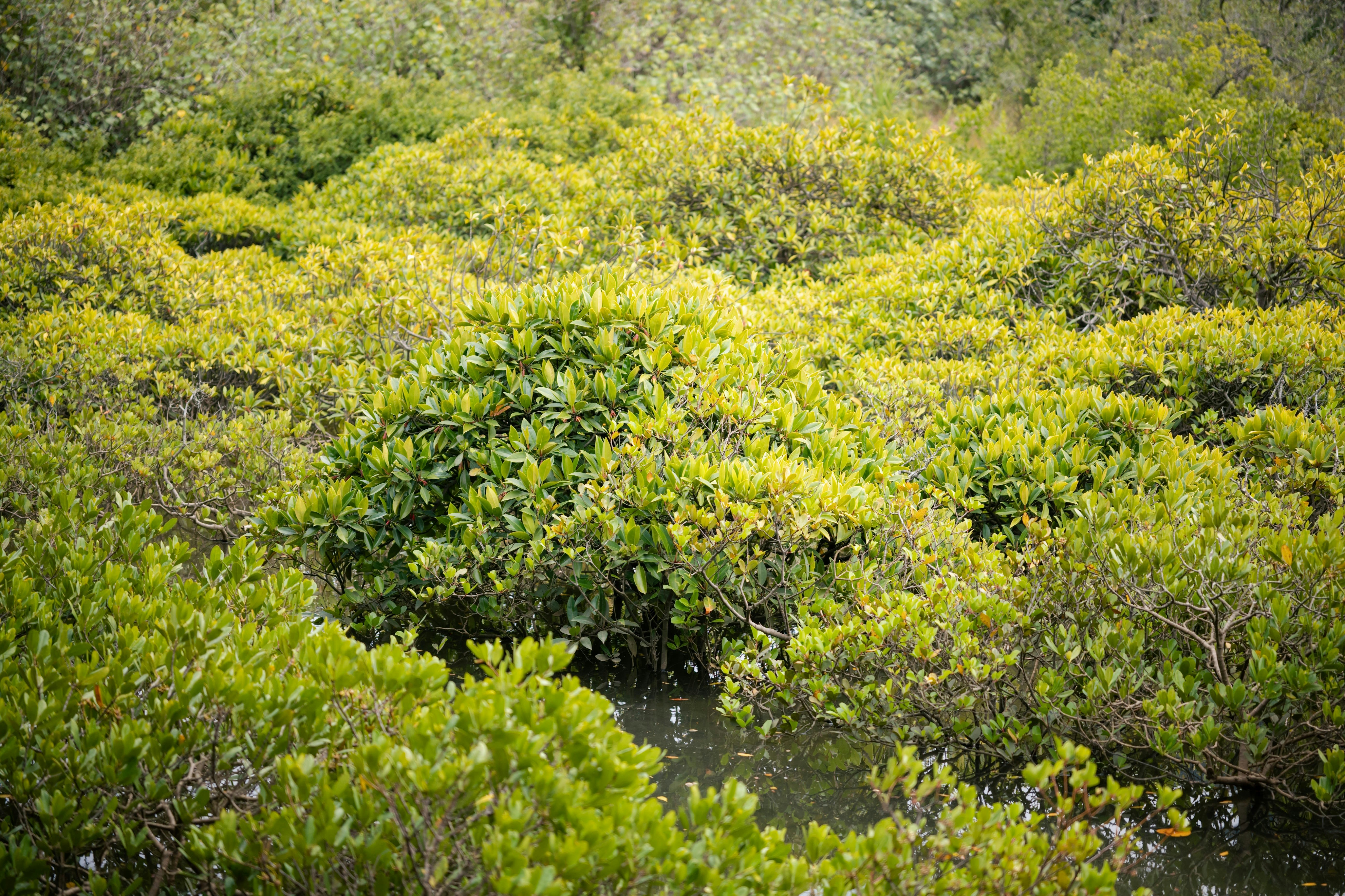 Lush green mangrove foliage reflected in calm water.