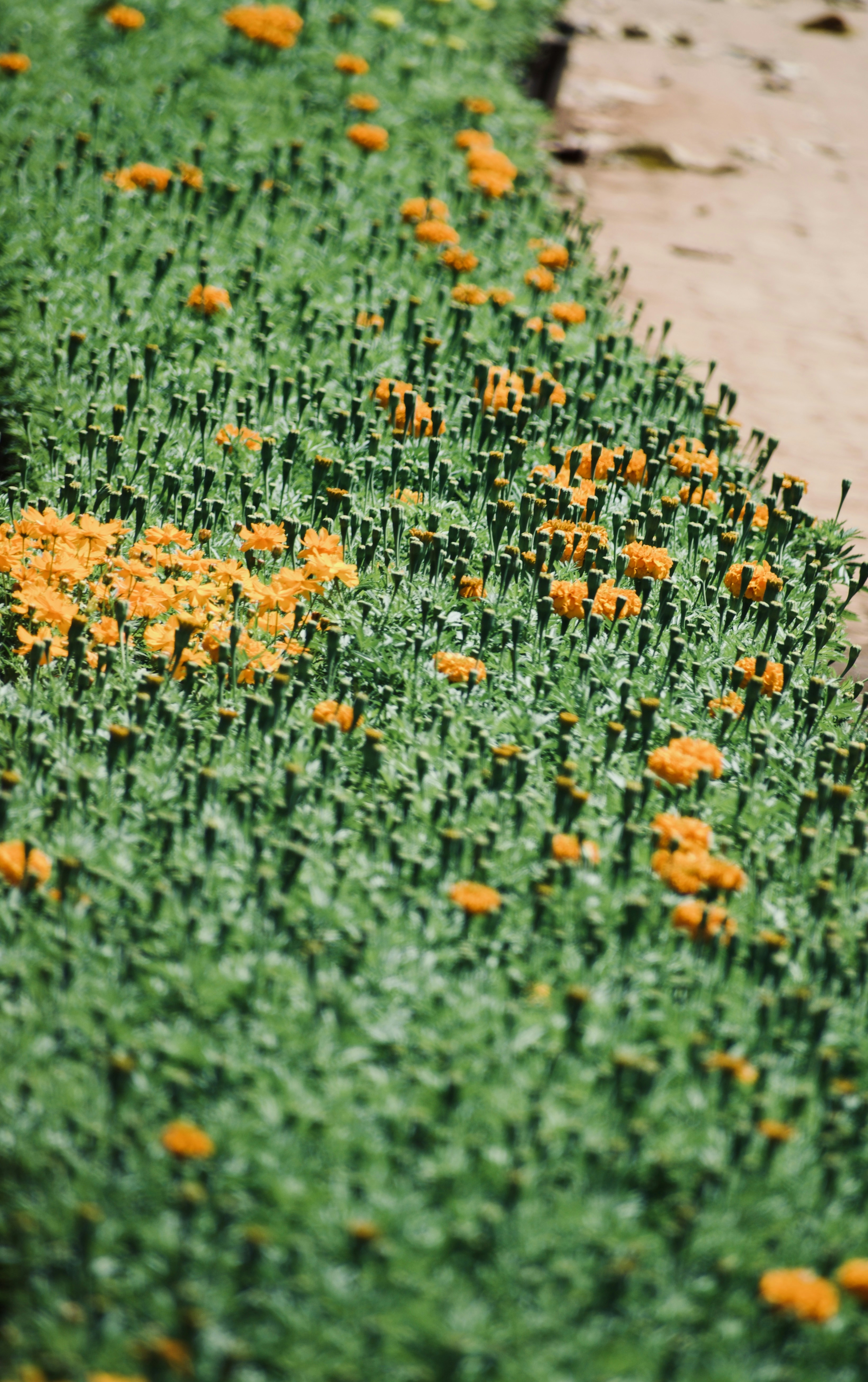 Marigold Verge: A Sunlit Orange Border Along a Gravel Path
