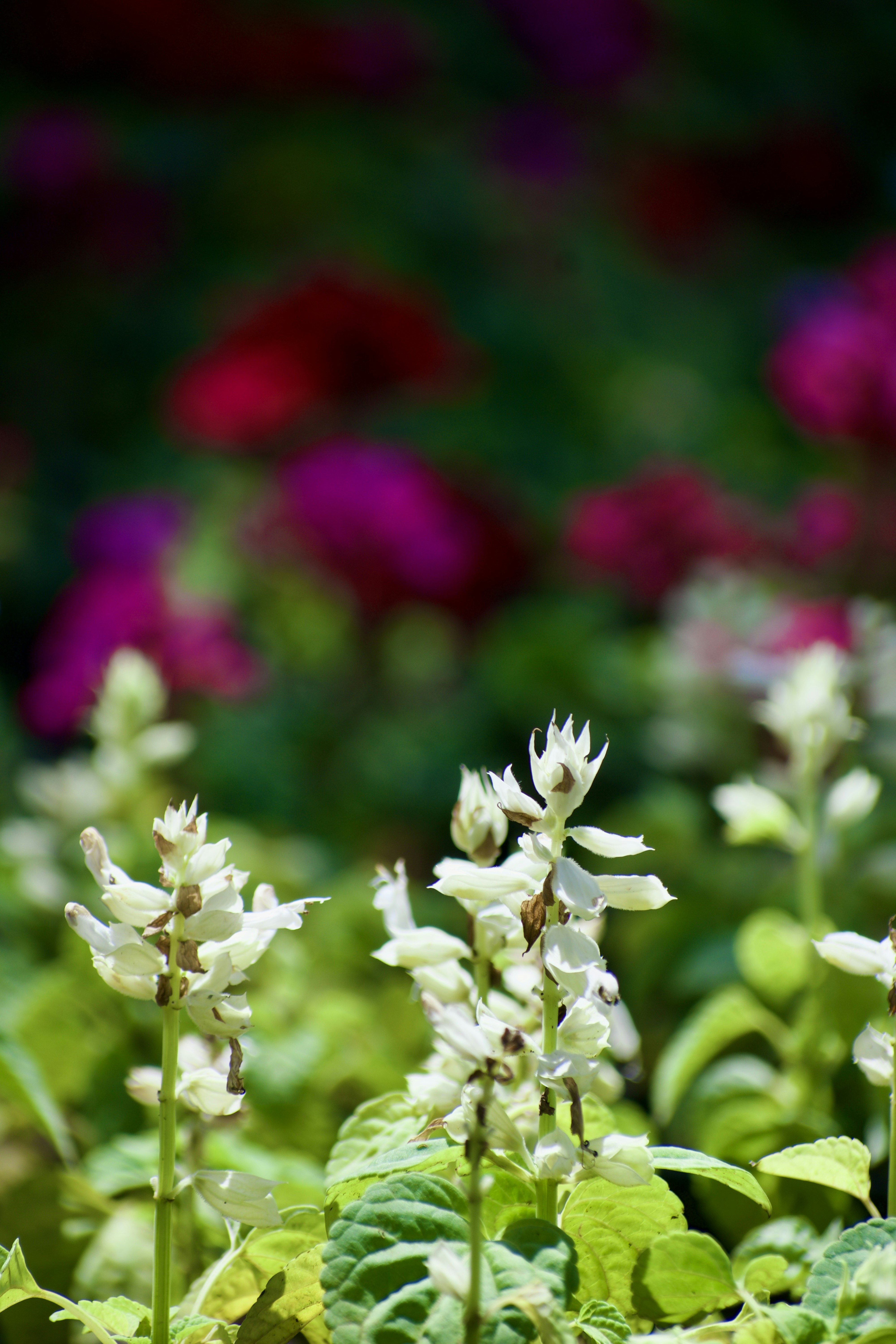 White flower stalks in a sunlit garden with blurred red and pink blossoms in the background