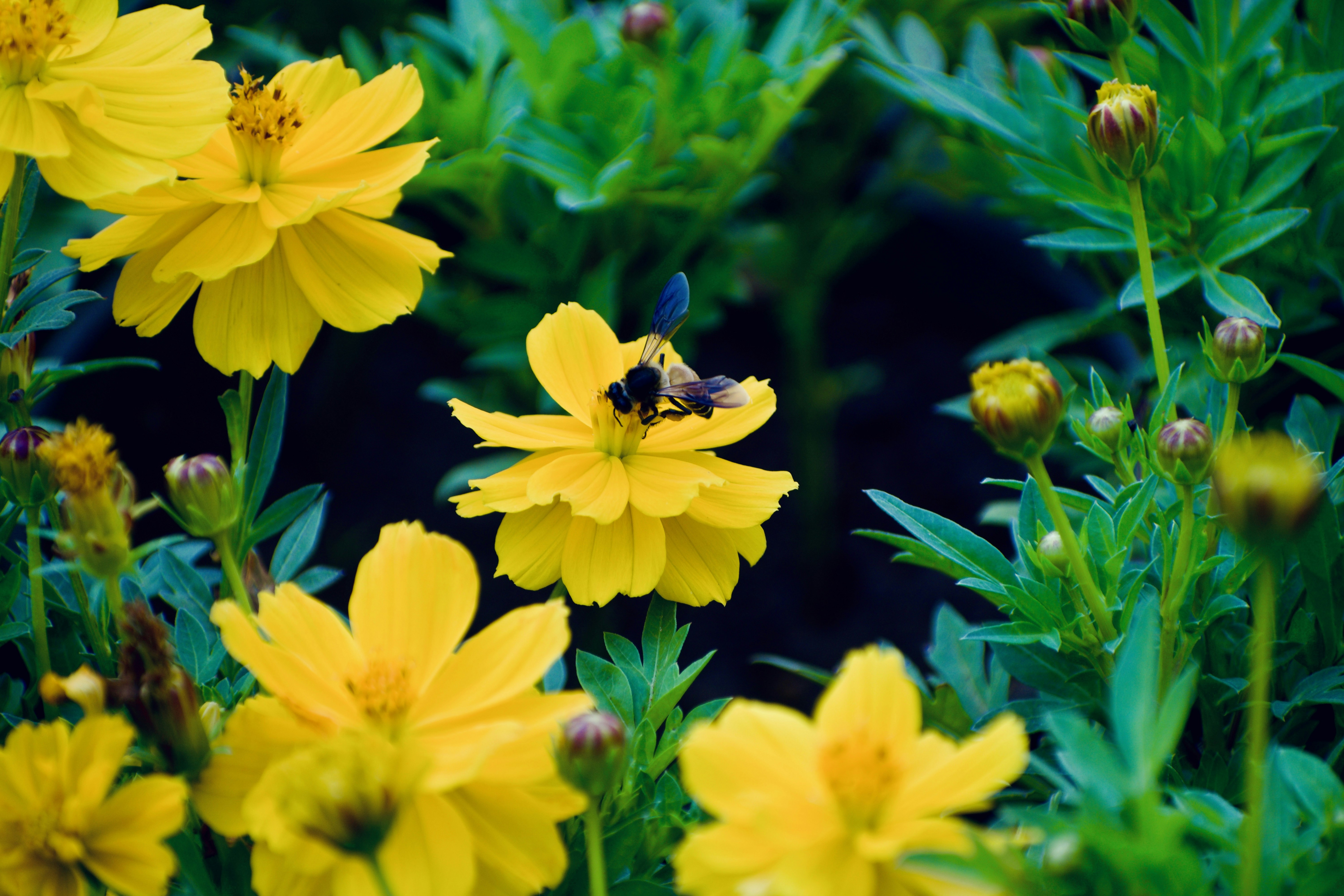 Bee perched on a vibrant yellow flower among lush green foliage.