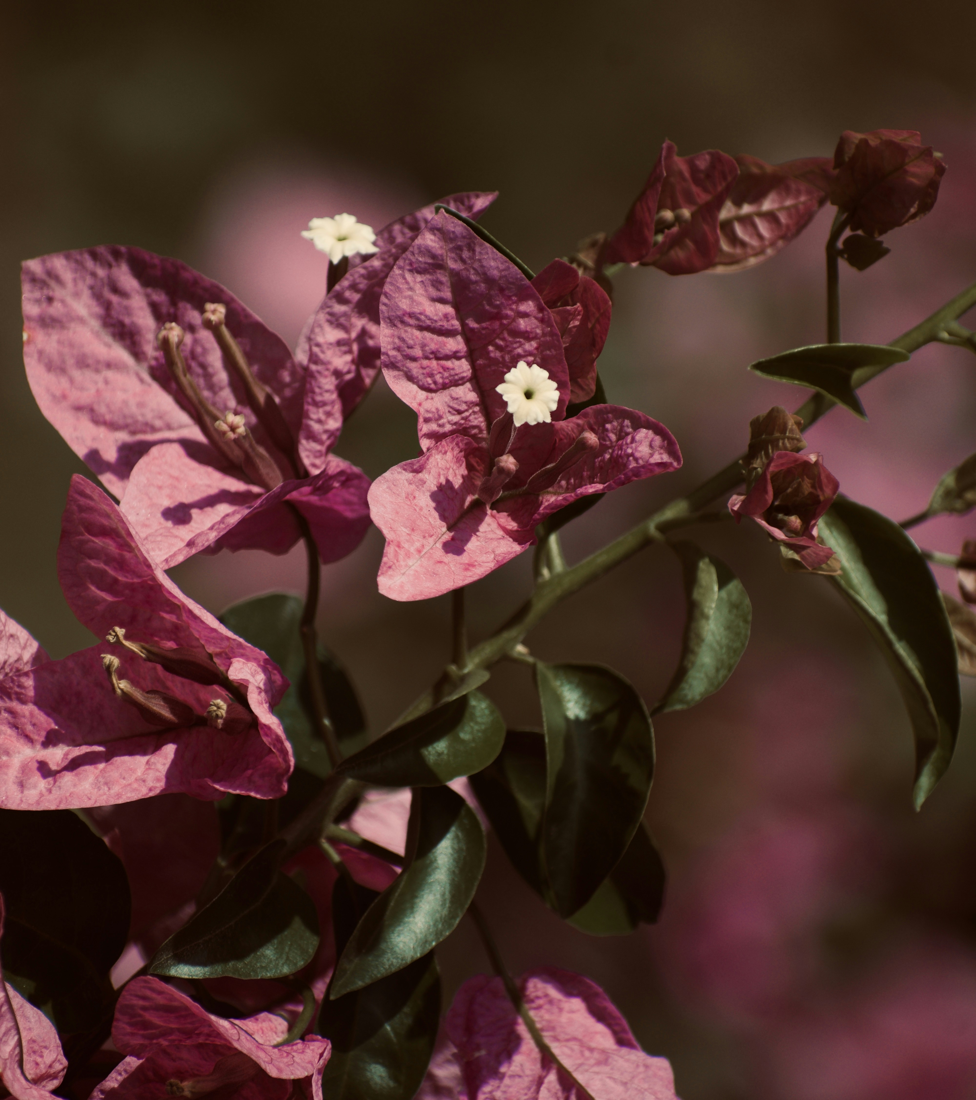 Velvet Magenta Bougainvillea: A Quiet Burst of Color