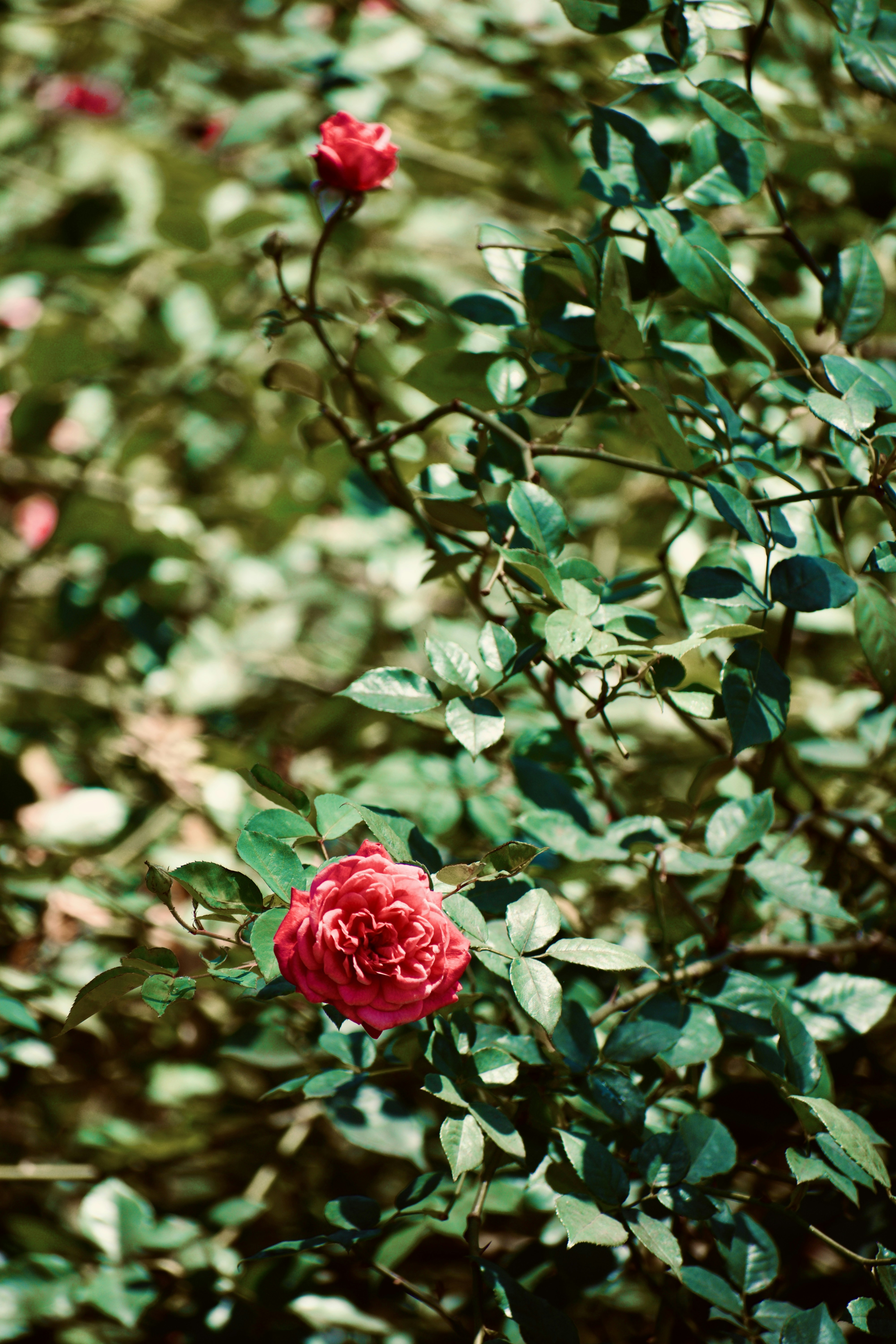 Red roses bloom on a leafy green bush. photo – Free Flowers Image on ...