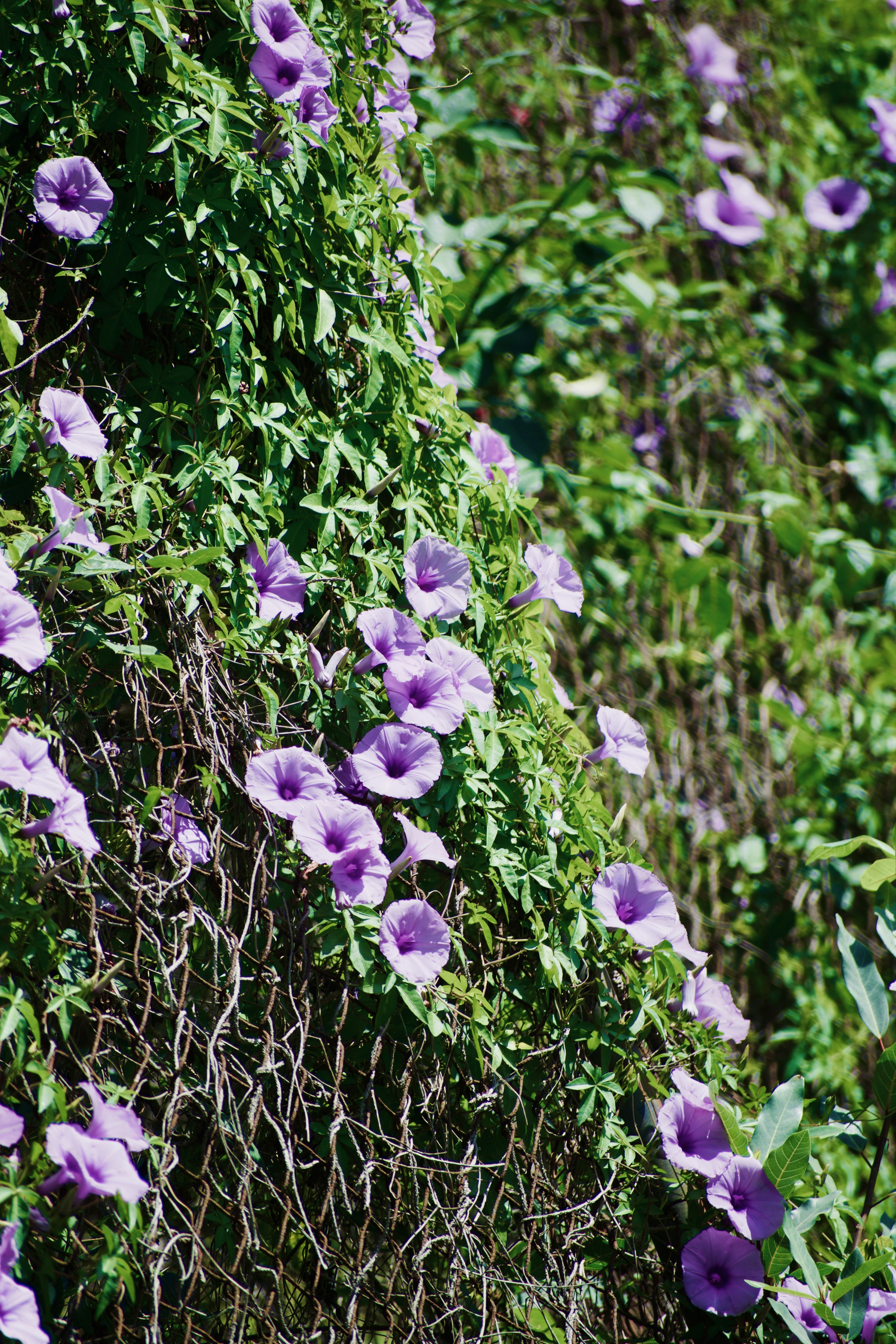 Trailing Vines of Lavender Purple Morning Glories