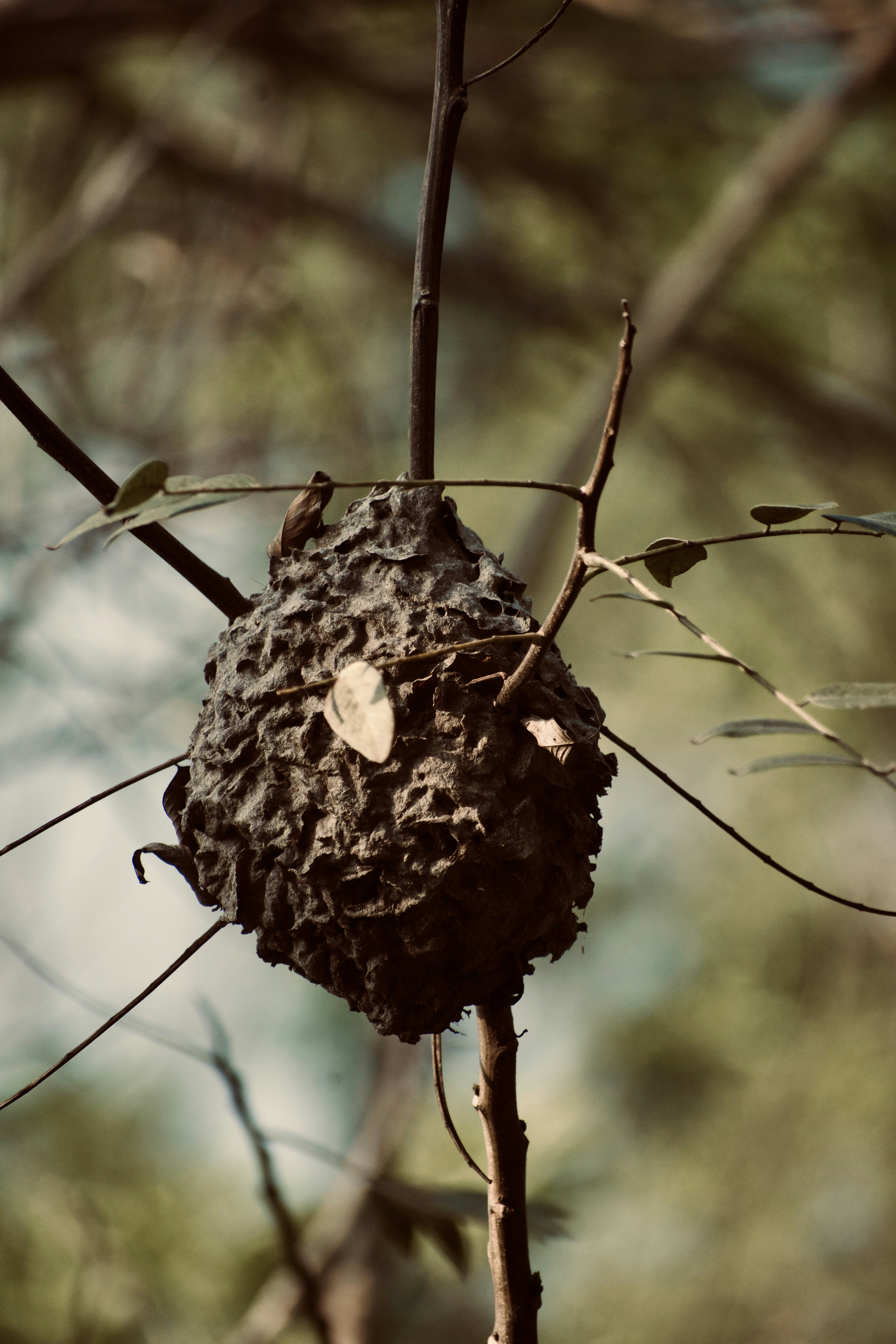 Photo by Usha Kiran with Nikon D5300