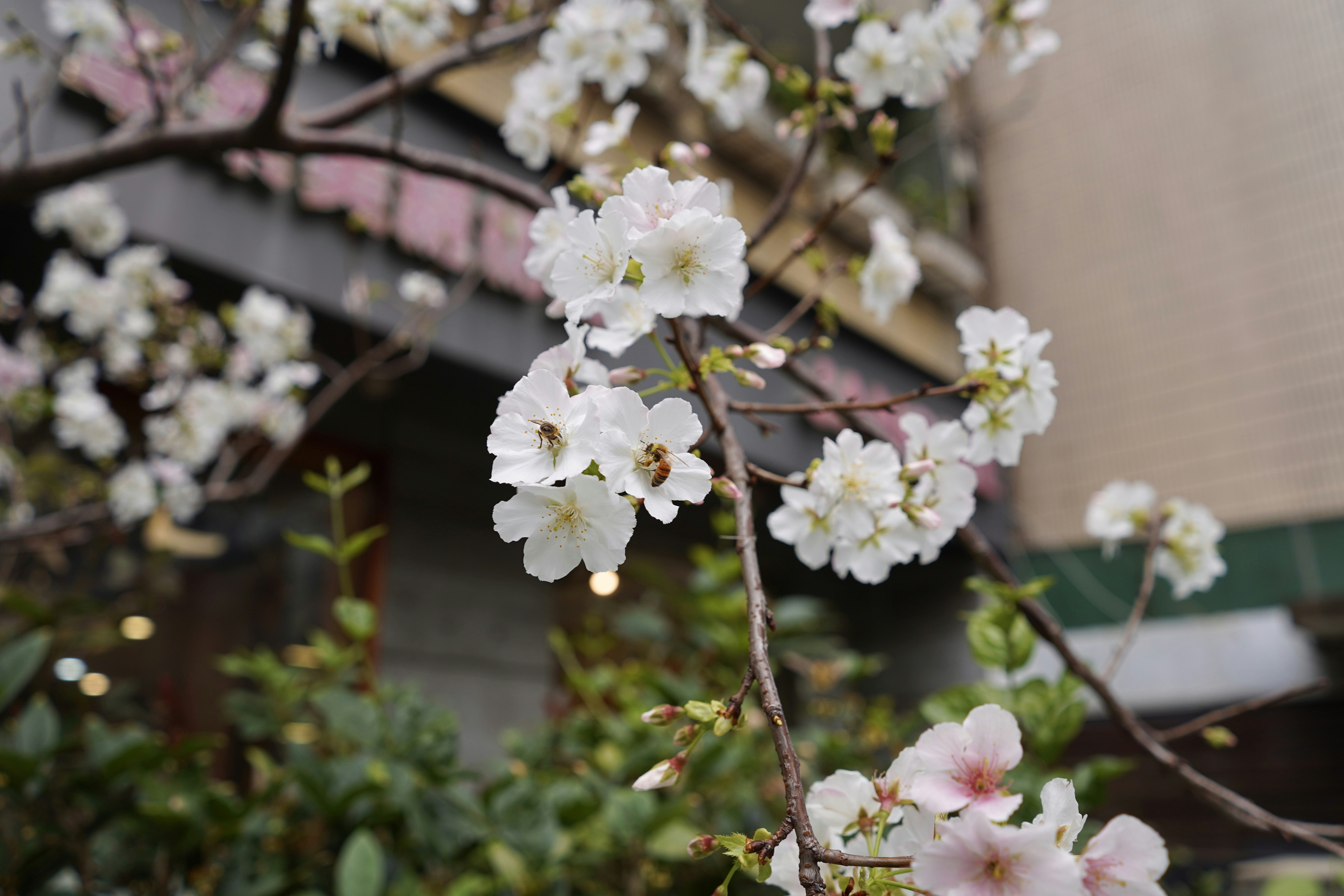 Cherry blossoms with bees collecting nectar on a branch against a blurred urban backdrop.