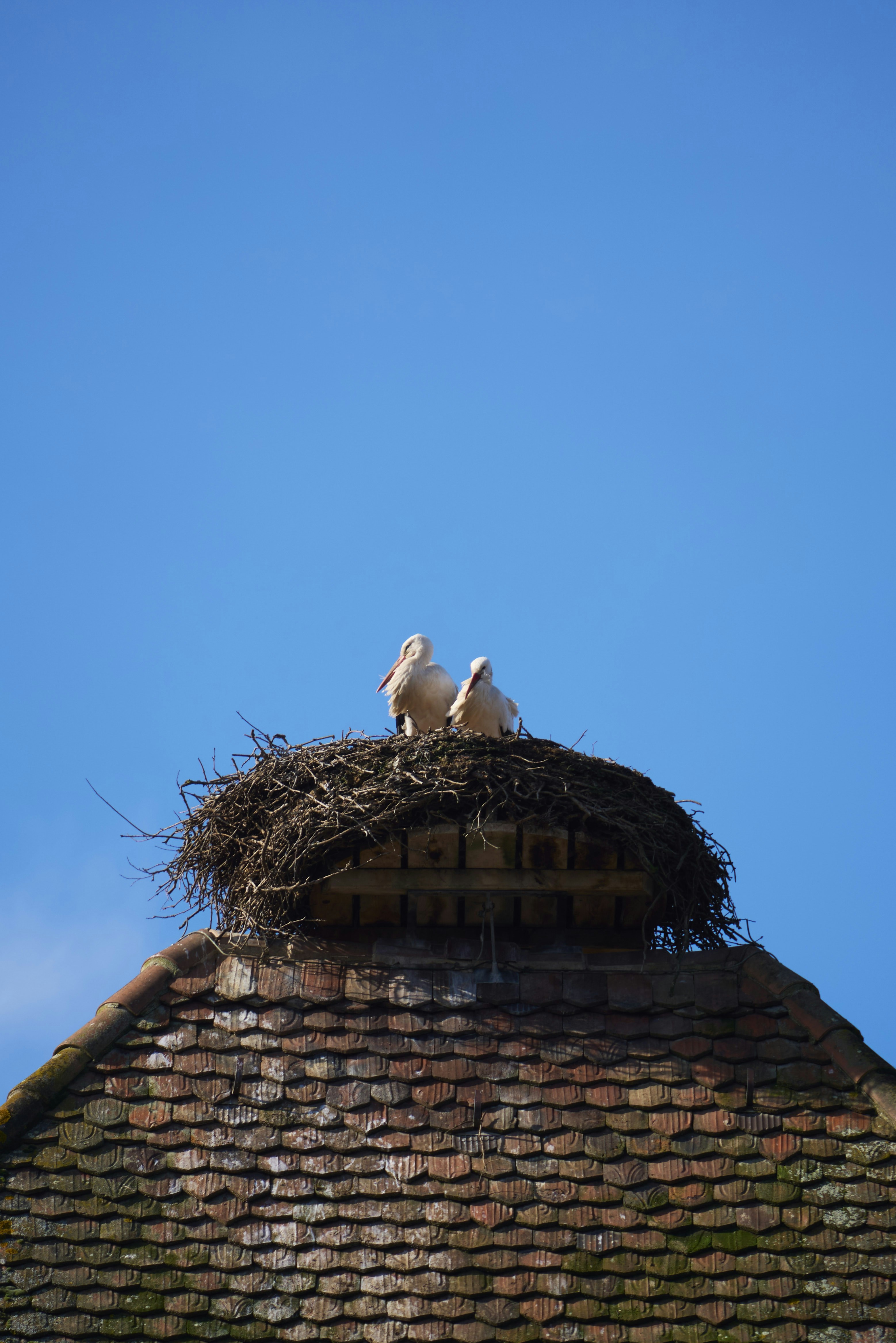 Two Storks at the Crest: A Nest on a Roof Under a Clear Blue Sky