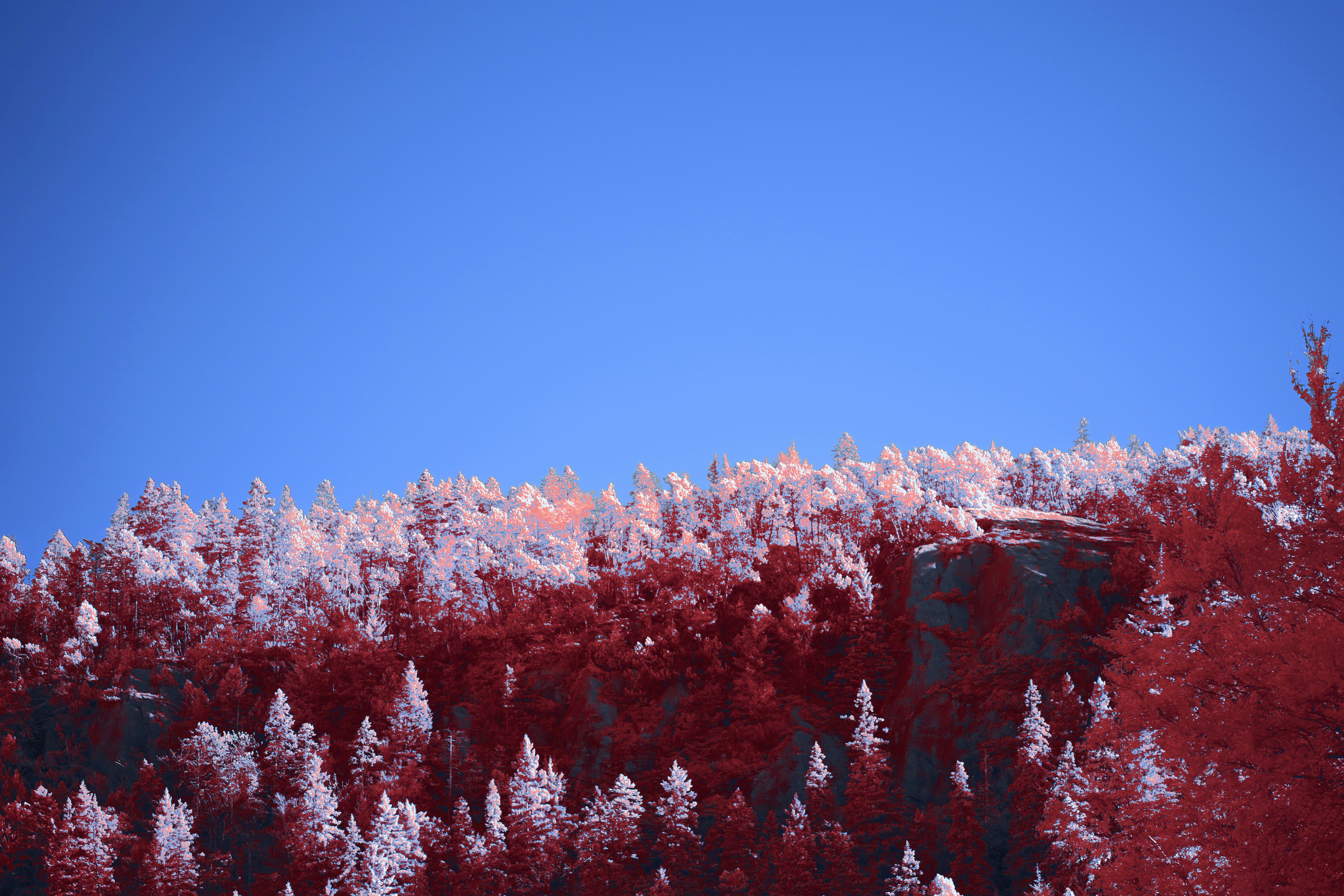 Vibrant red and white treetops under a clear blue sky.