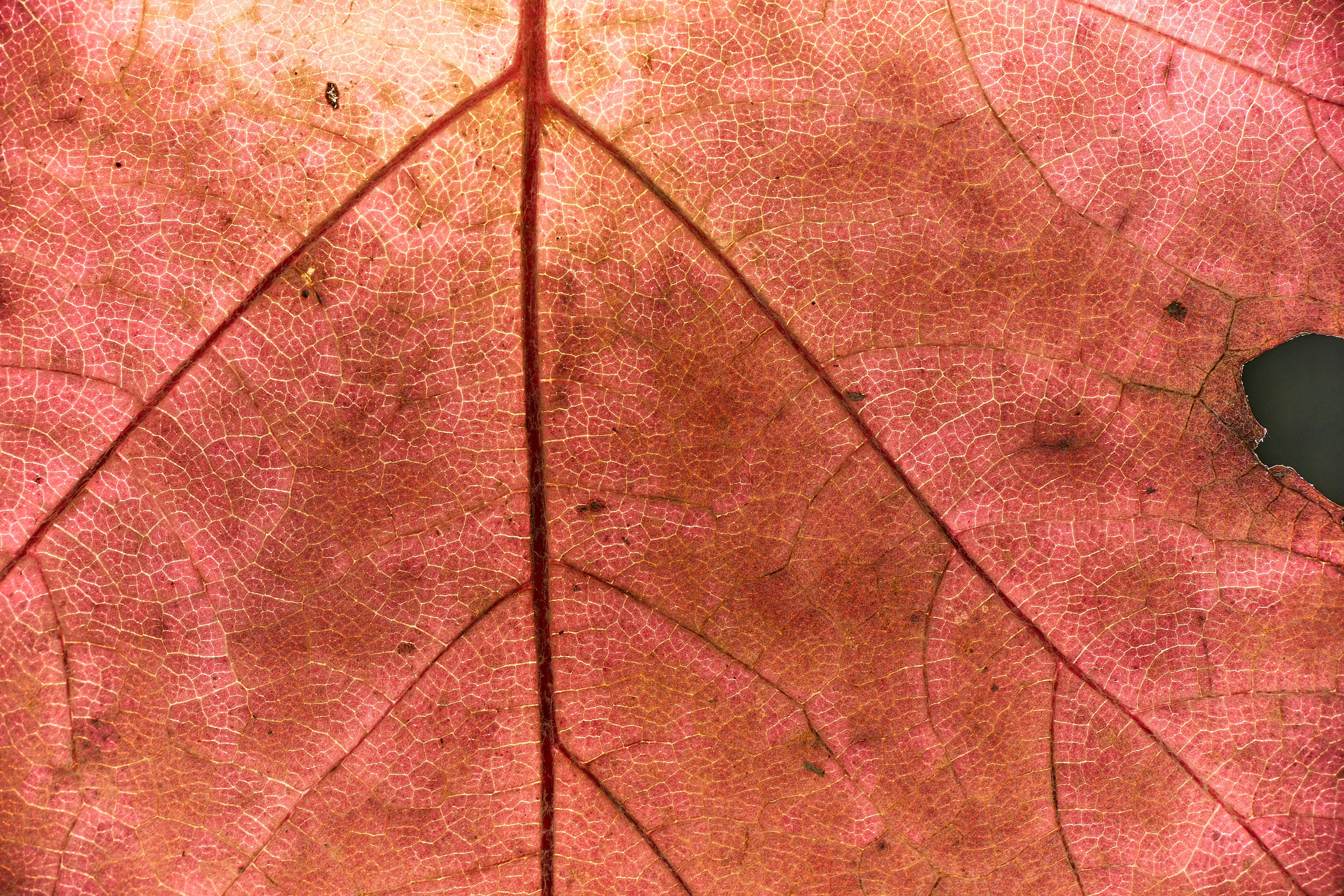 Photo by Wolfgang Hasselmann with Sony Alpha 7 IV