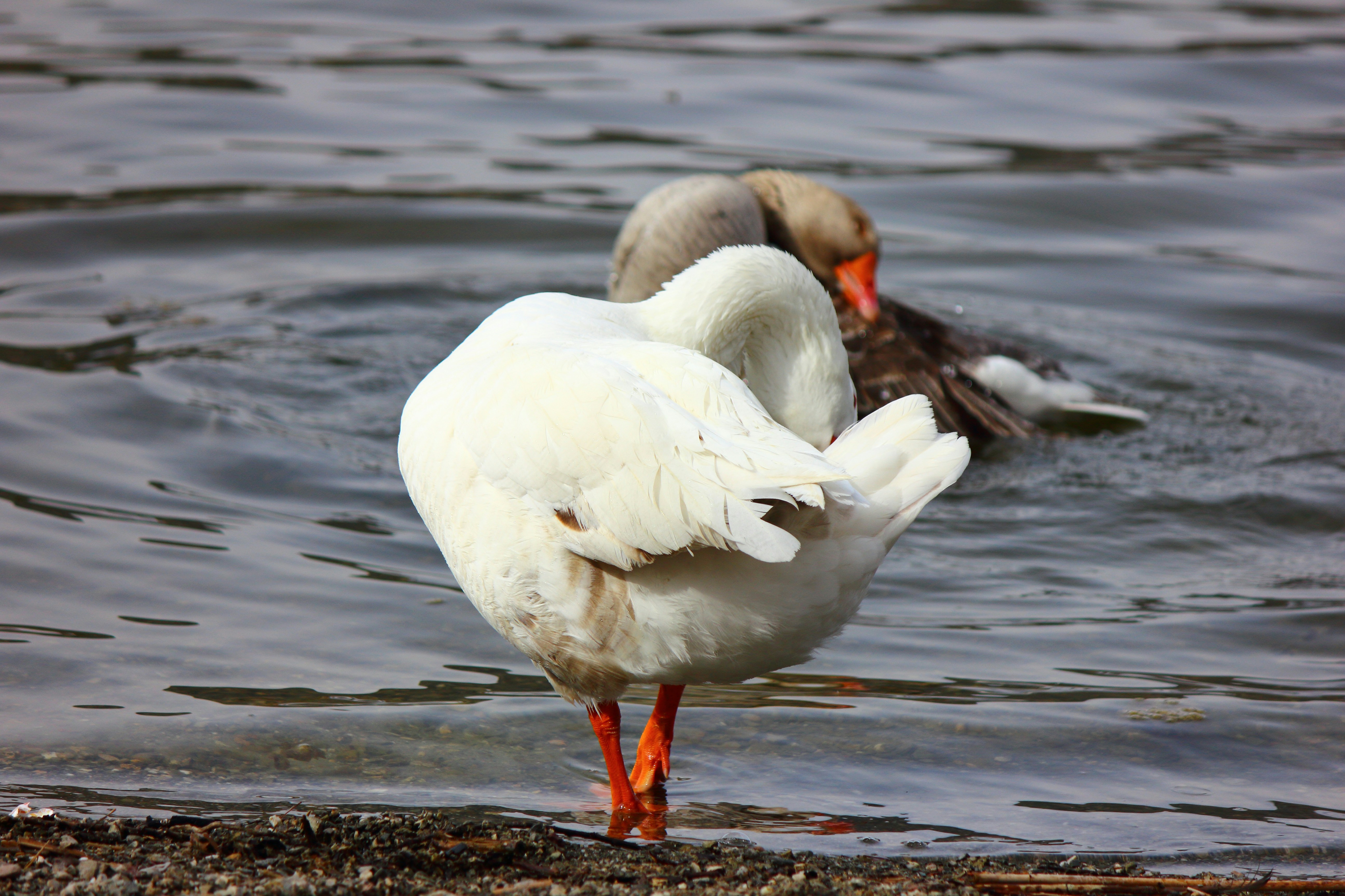 White Duck at the Shore: A Quiet Portrait by the Rippling Edge
