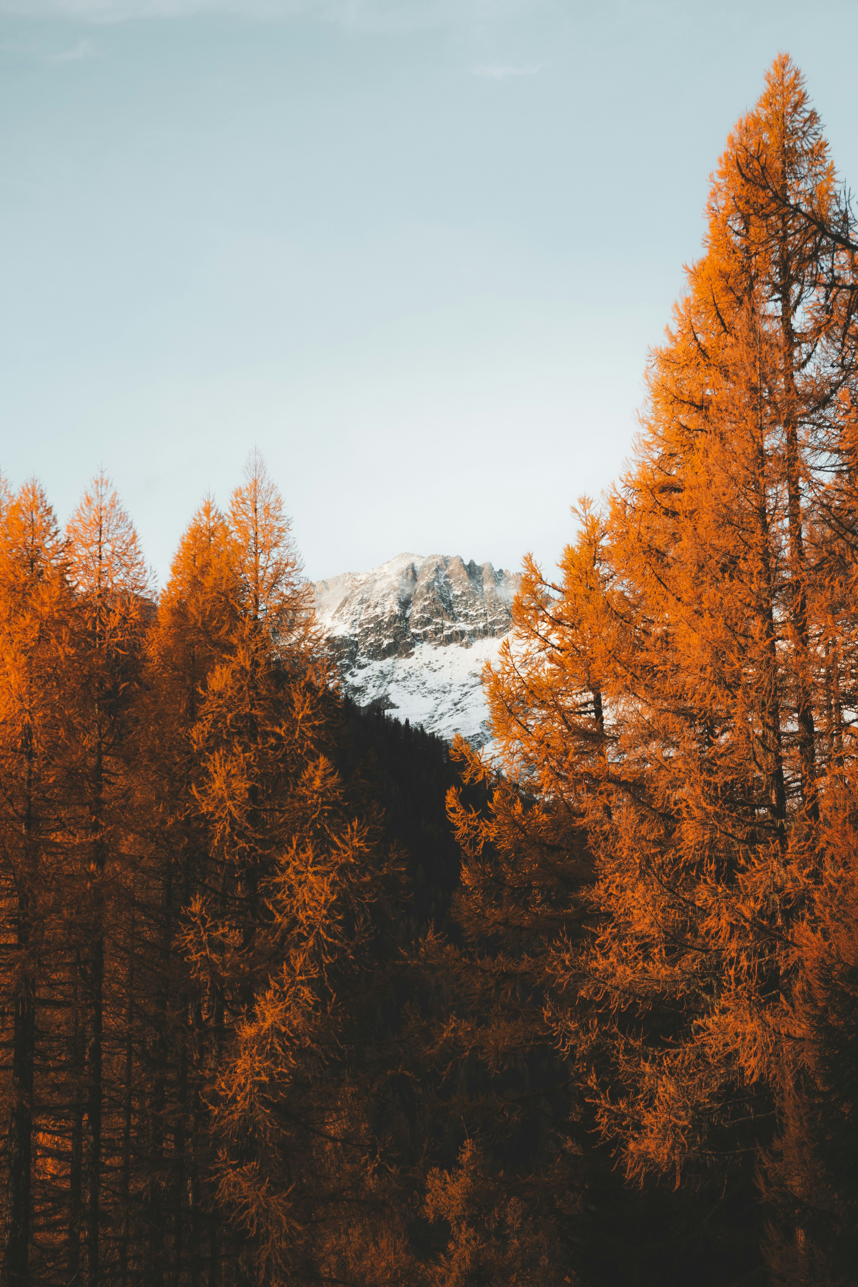 A forest filled with lots of tall trees photo – Free Alpes Image on ...