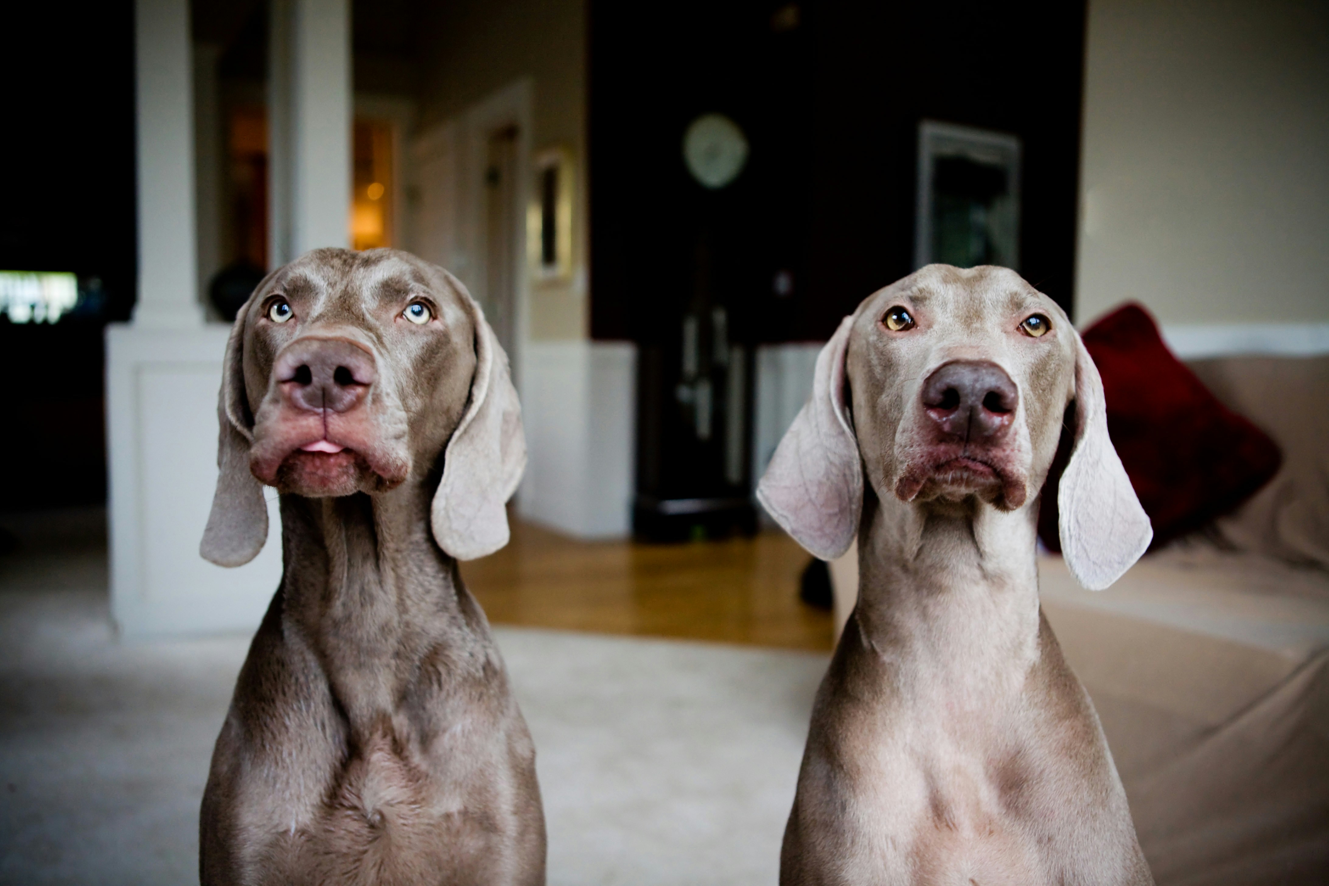 Two weimaraners stare inquisitively.