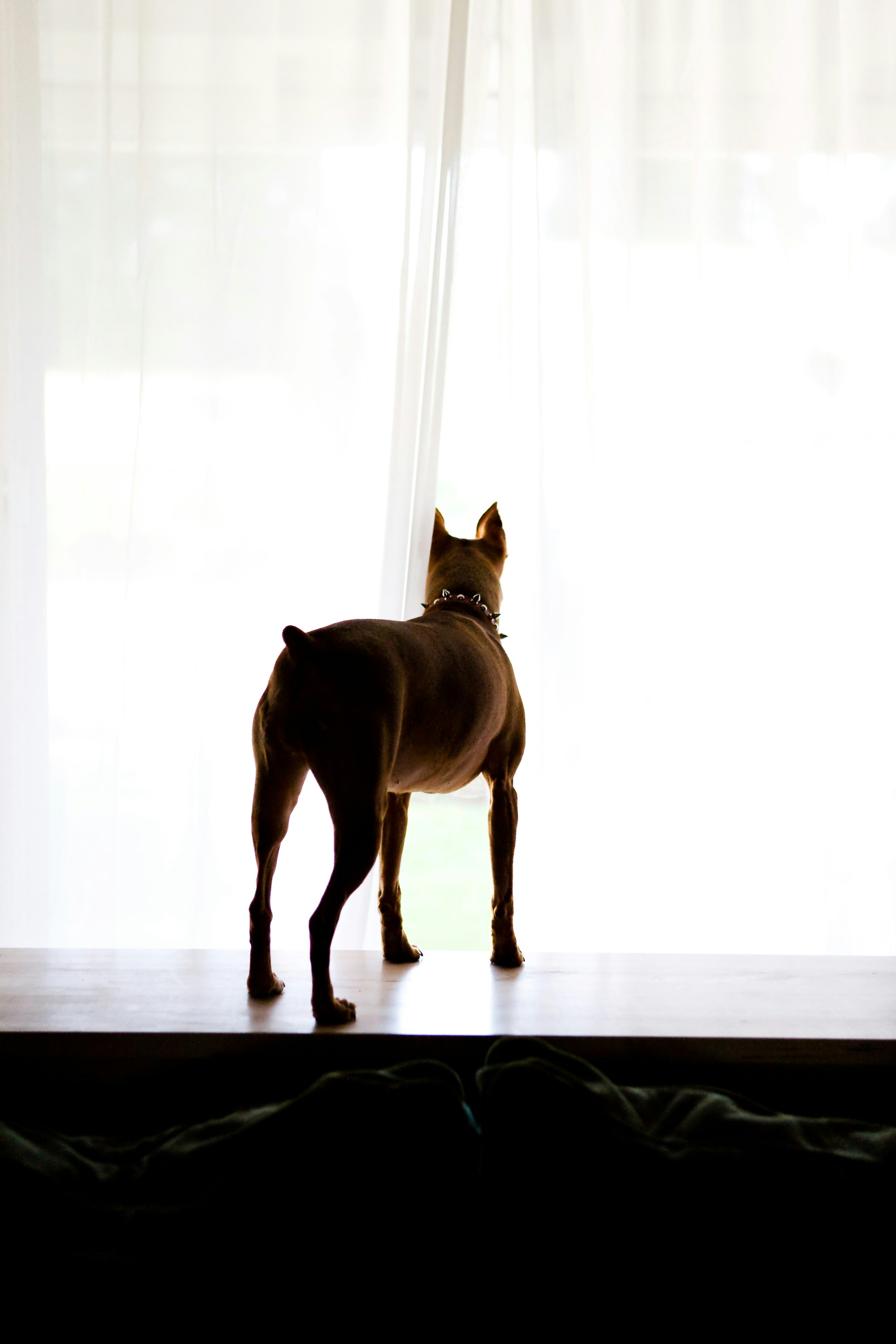 Windowsill Sentinel: A Backlit Dog Silhouette Against White Sheers