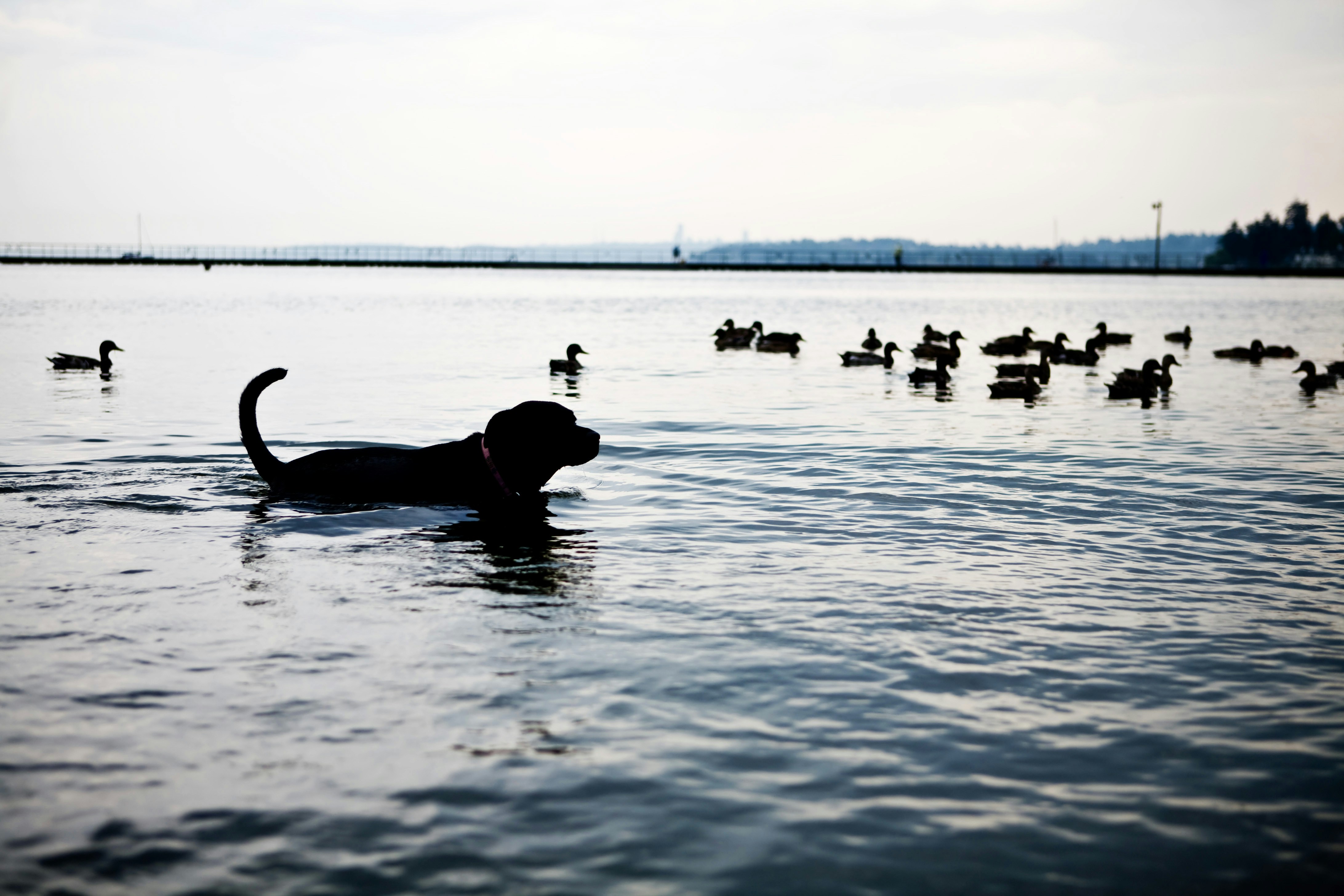 Dog wades through water near a flock of ducks under a dim sky.