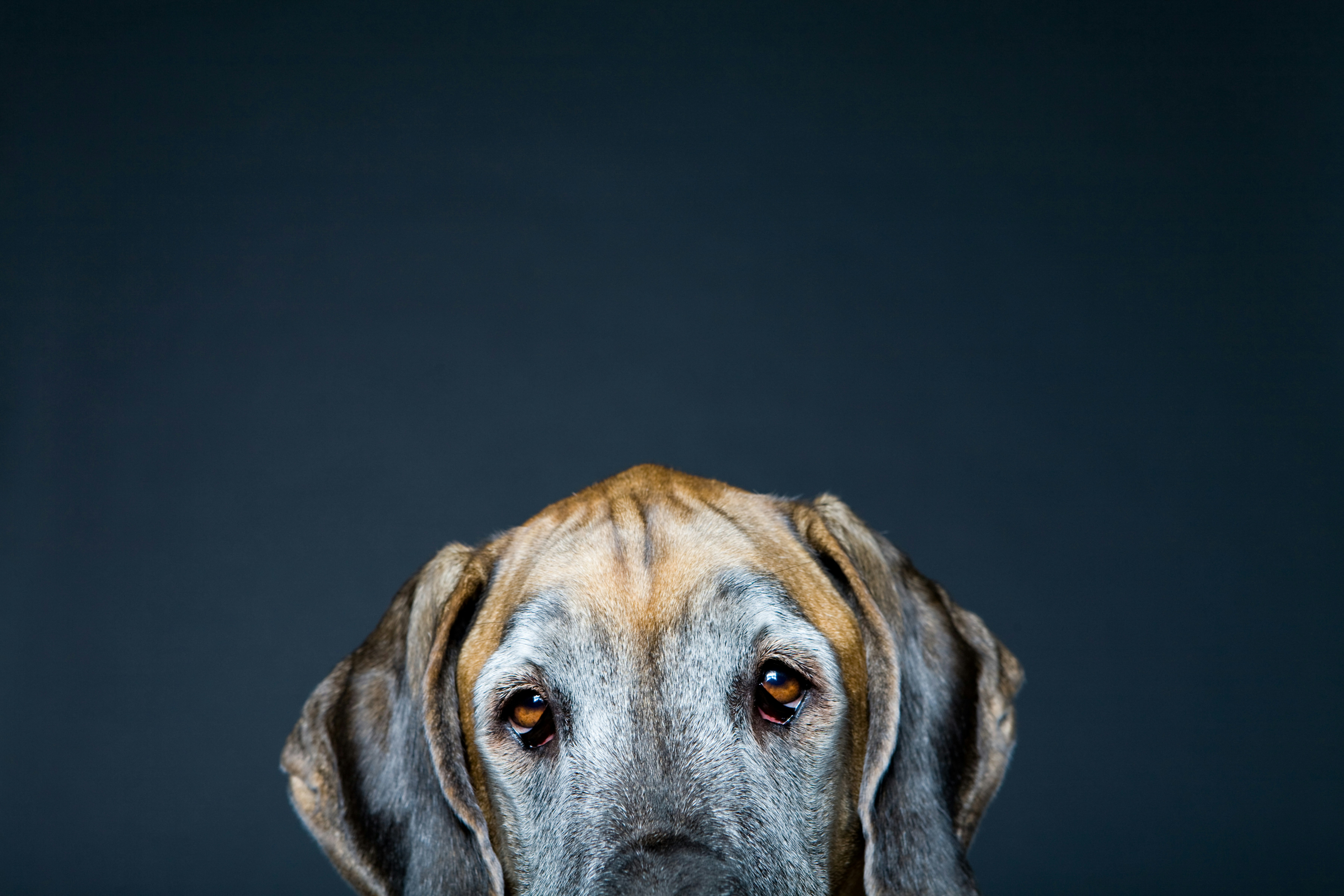 Close-up of a Great Dane's expressive face against a dark backdrop, highlighting its soulful eyes and unique markings.