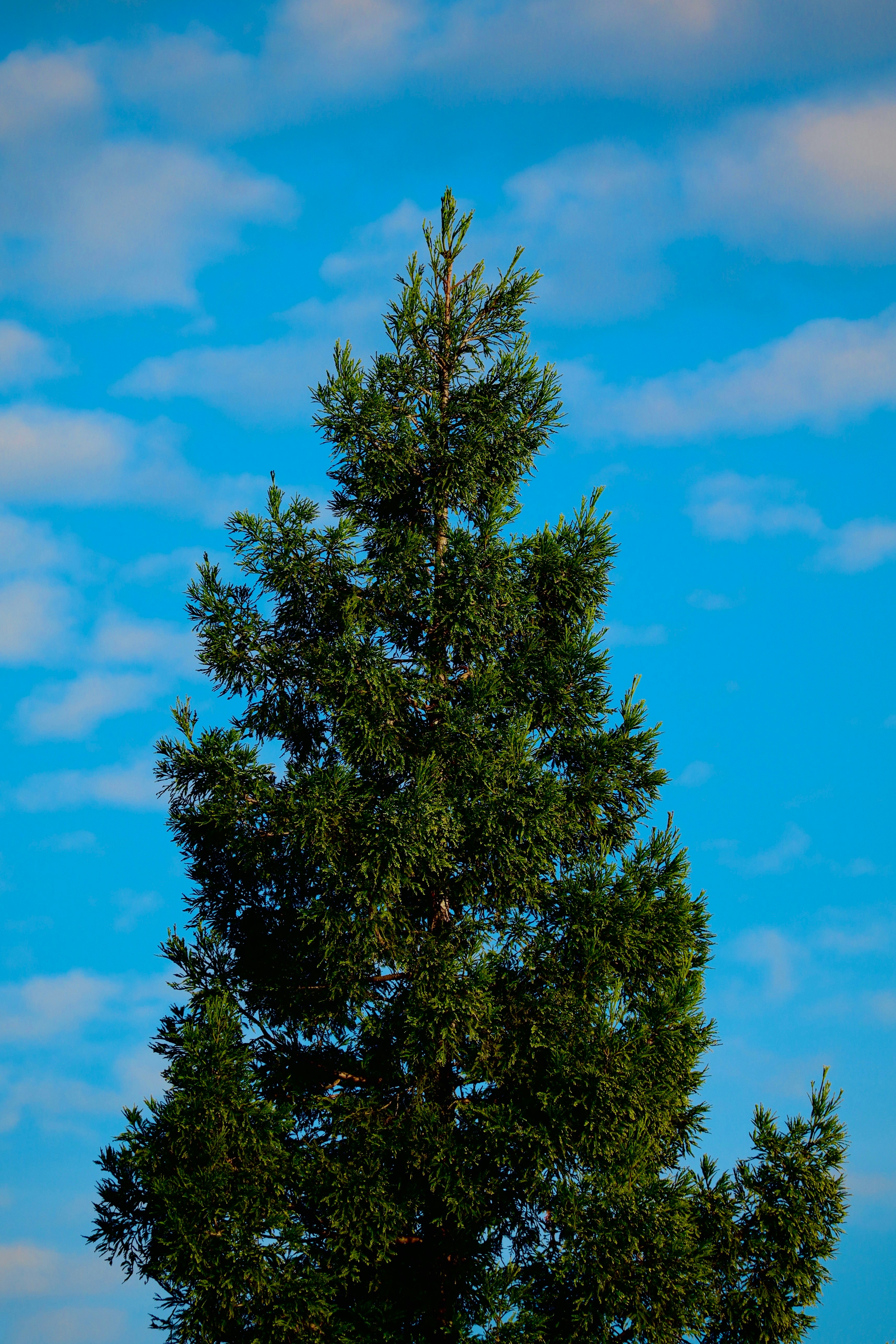 Un alto pino se eleva hacia el cielo. foto – Imagen de Pino gratuita en ...