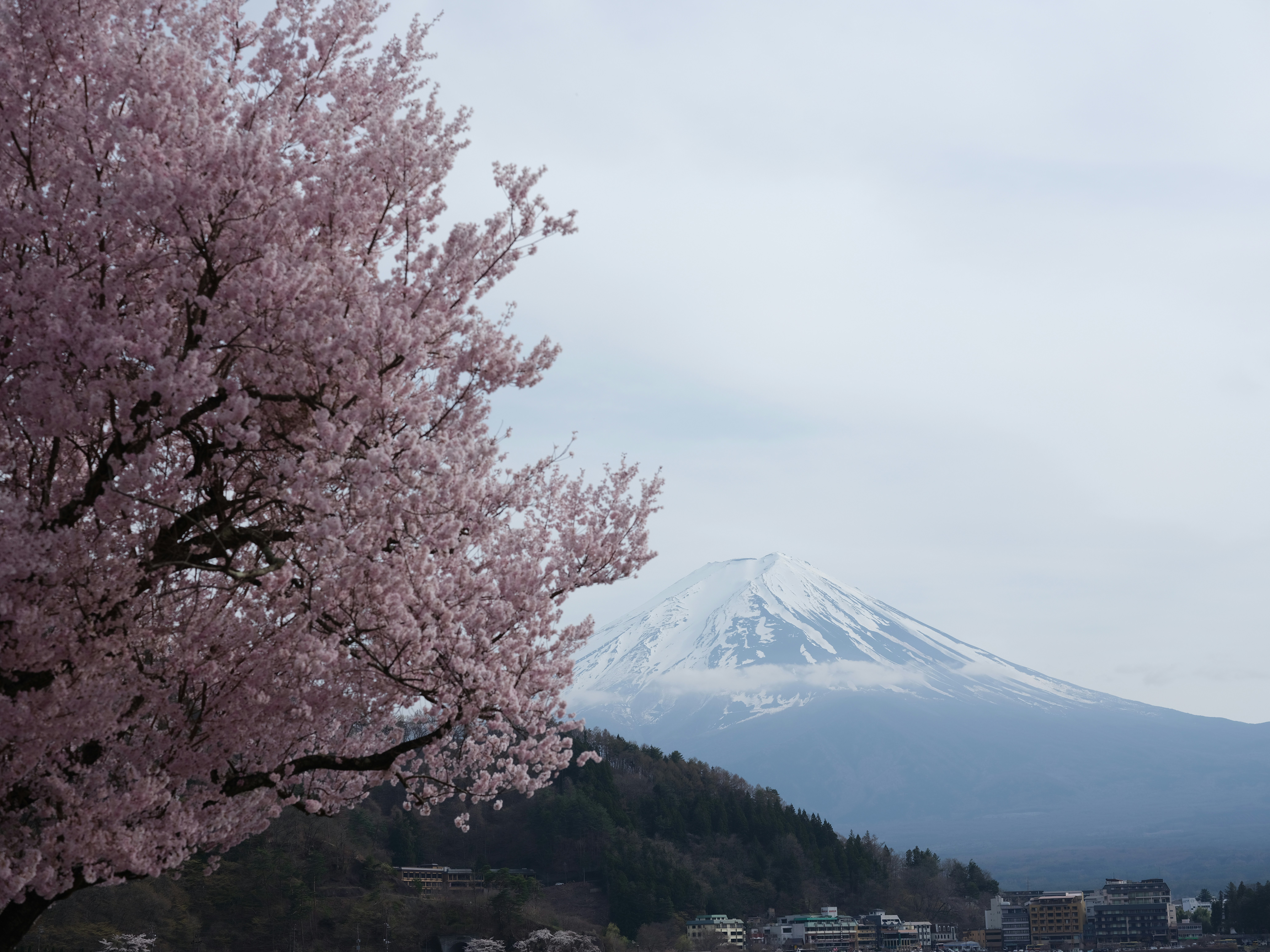 Cherry blossoms in full bloom with a snow-capped mountain in the background under a cloudy sky.