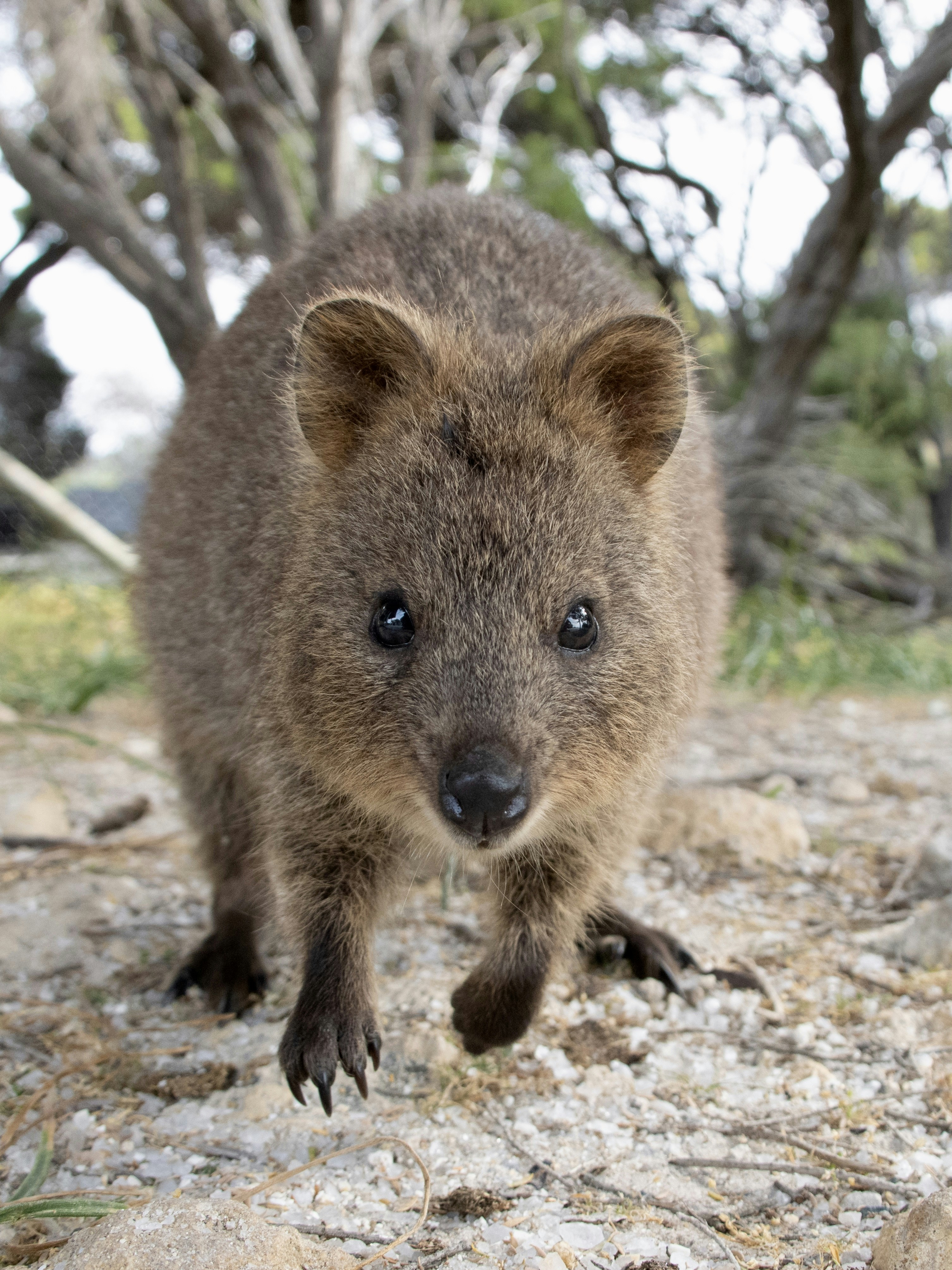 Quokka Animal Pictures | Download Free Images on Unsplash