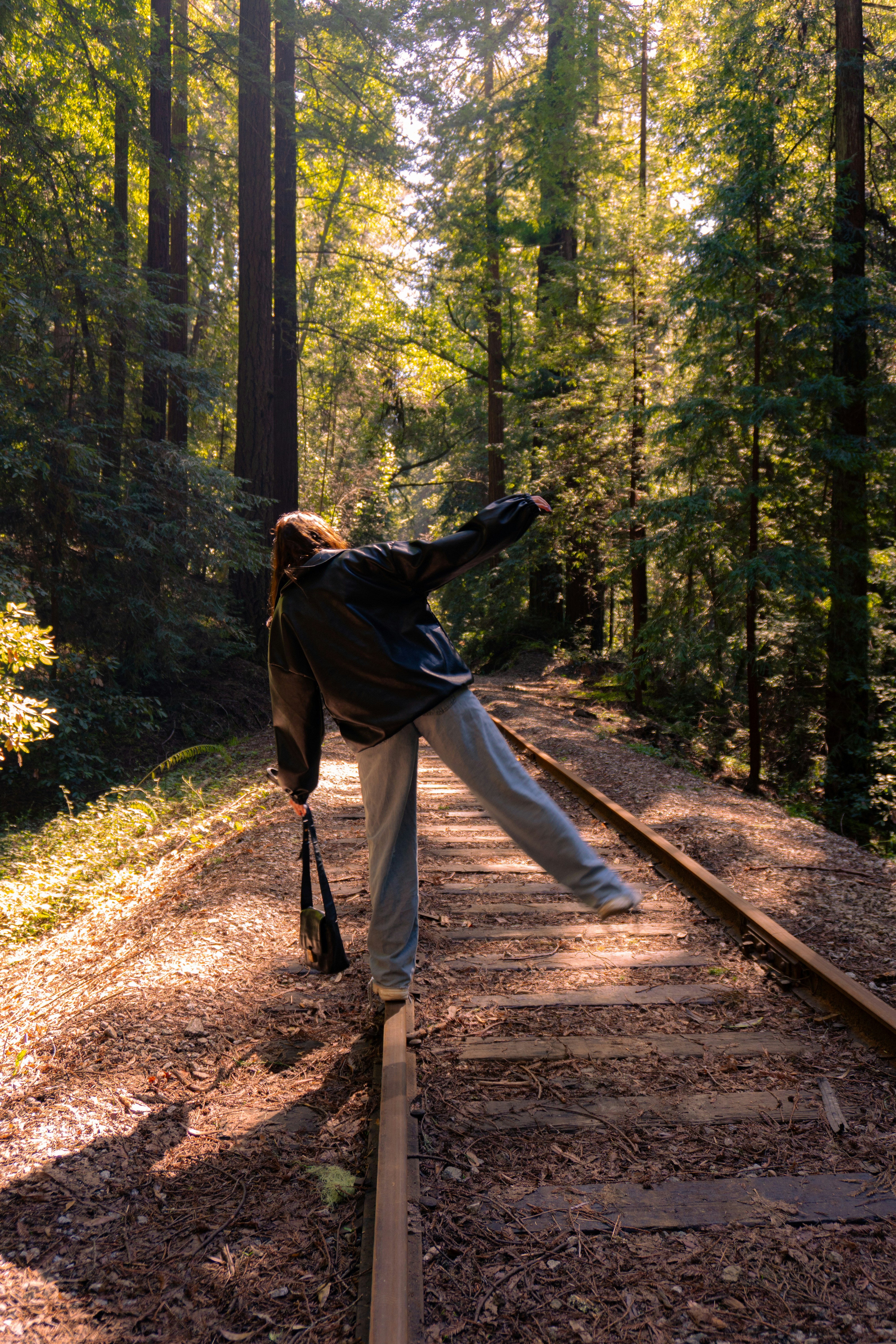 Sunlit Rails, Quiet Balance in a Pine Forest