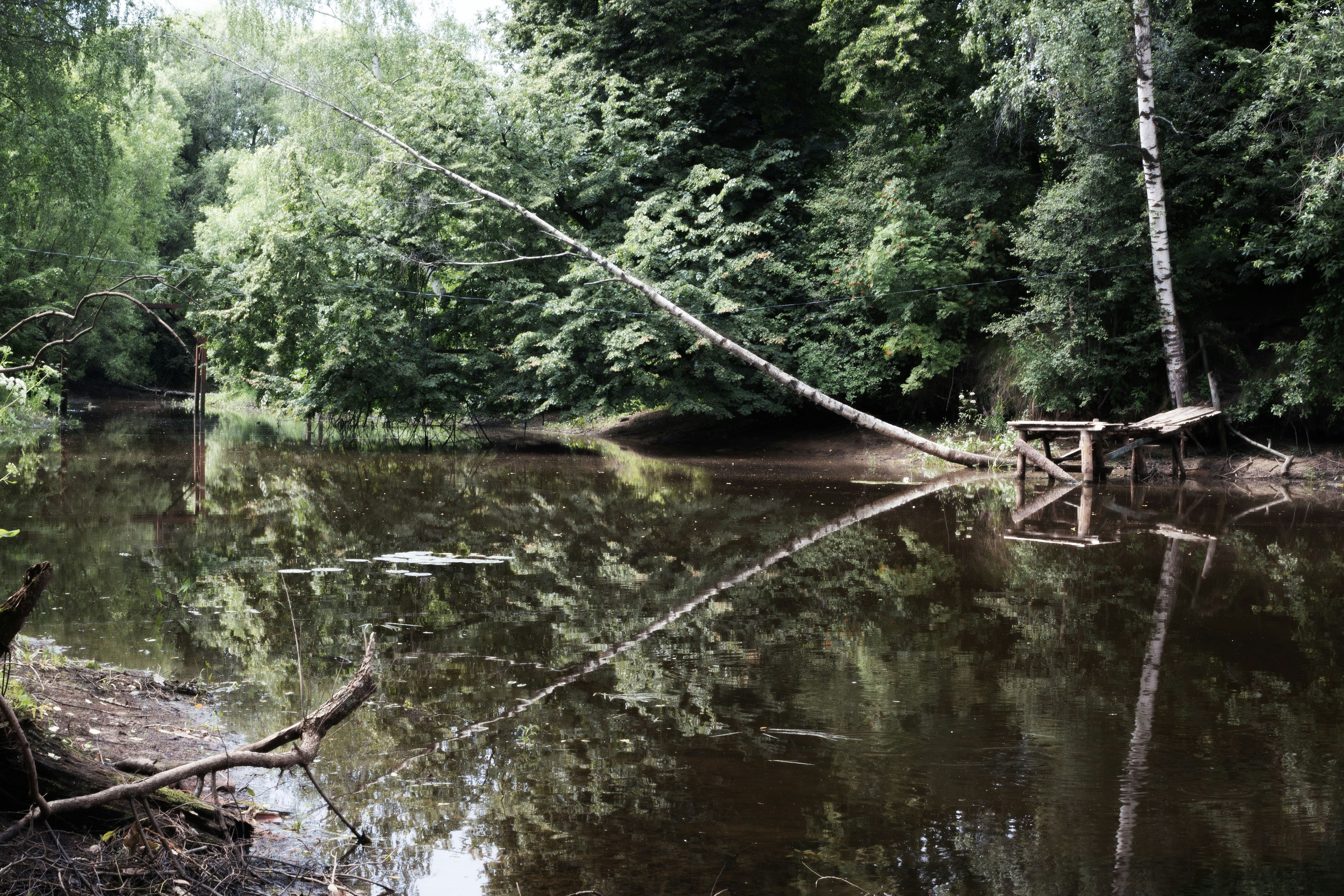 Serene forest pond reflecting lush green trees and a rustic wooden platform.
