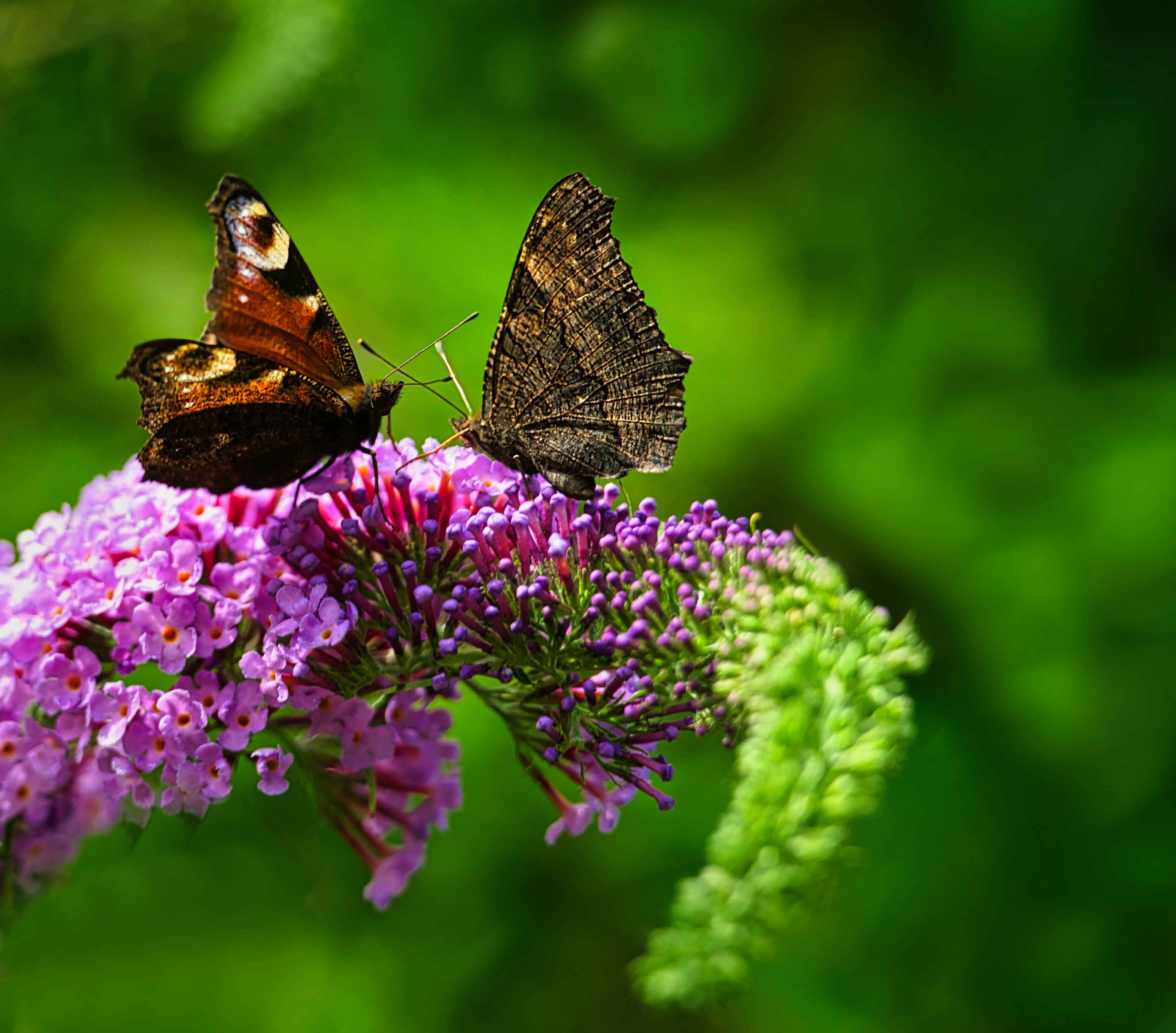 Two Butterflies on a Pink Buddleia Bloom: Close-Quarters Ballet