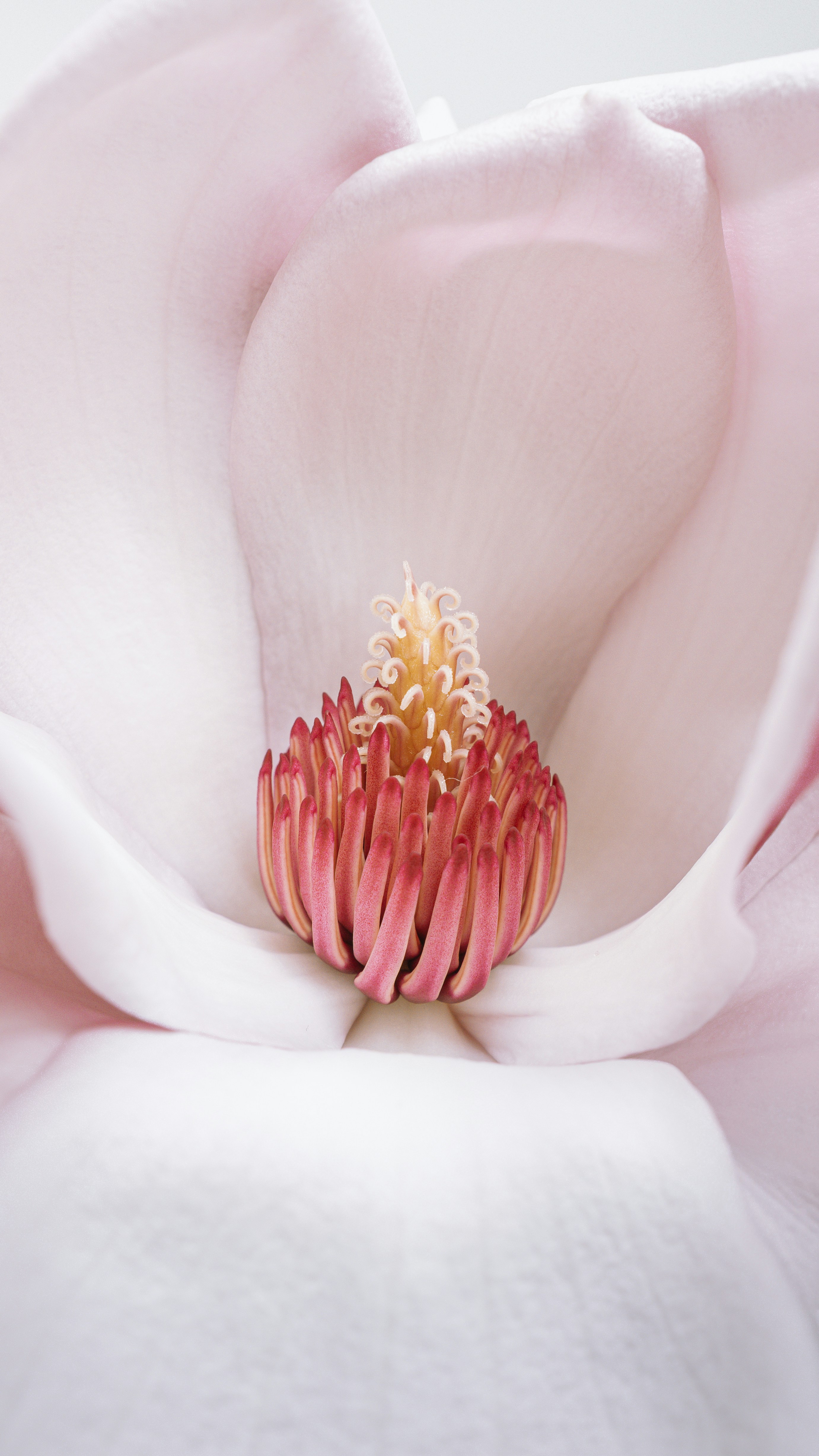 Velvet Core: A Close-Up Study of a Pink Magnolia's Heart