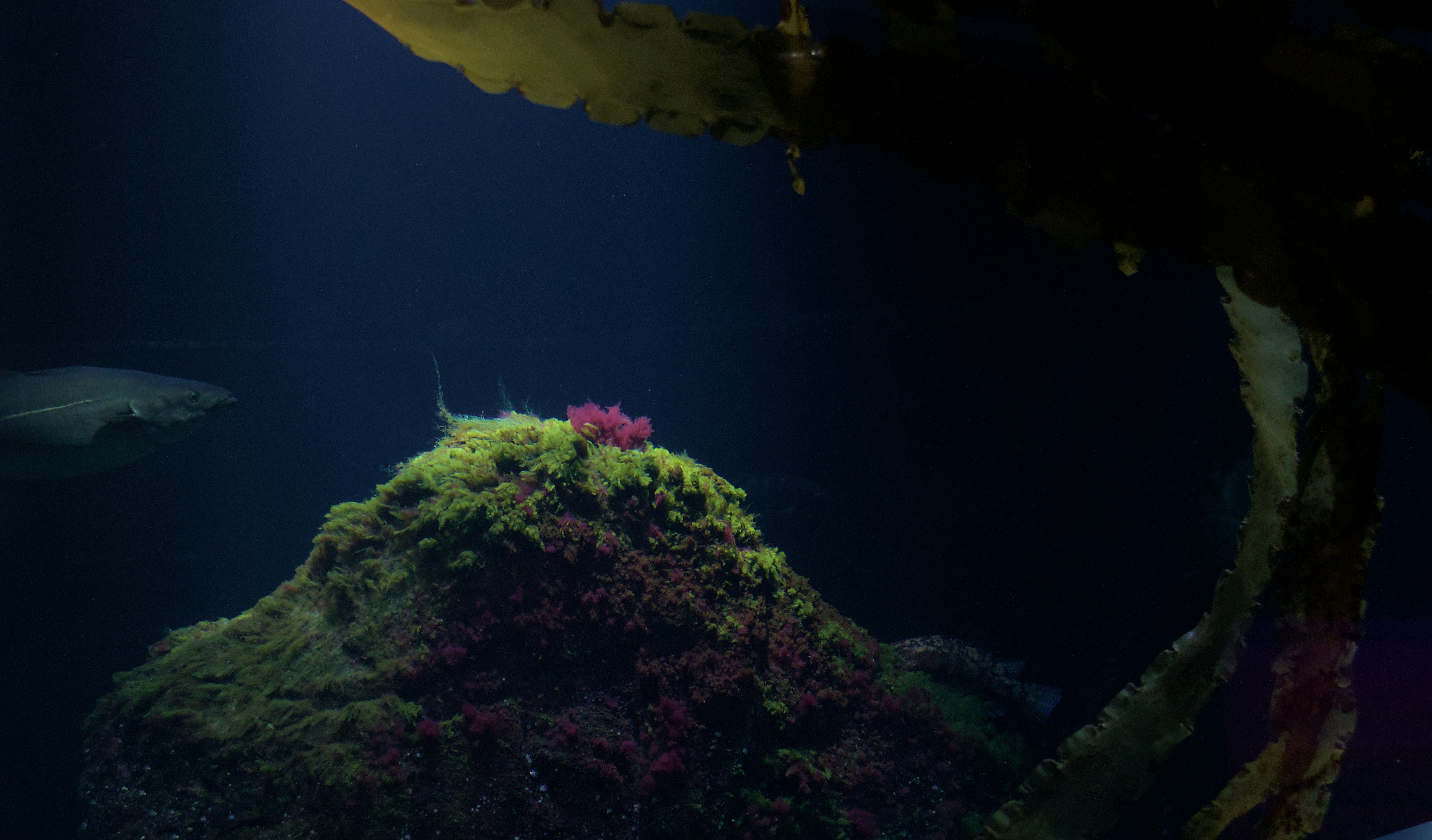 Subaquatic Oasis in the Depths