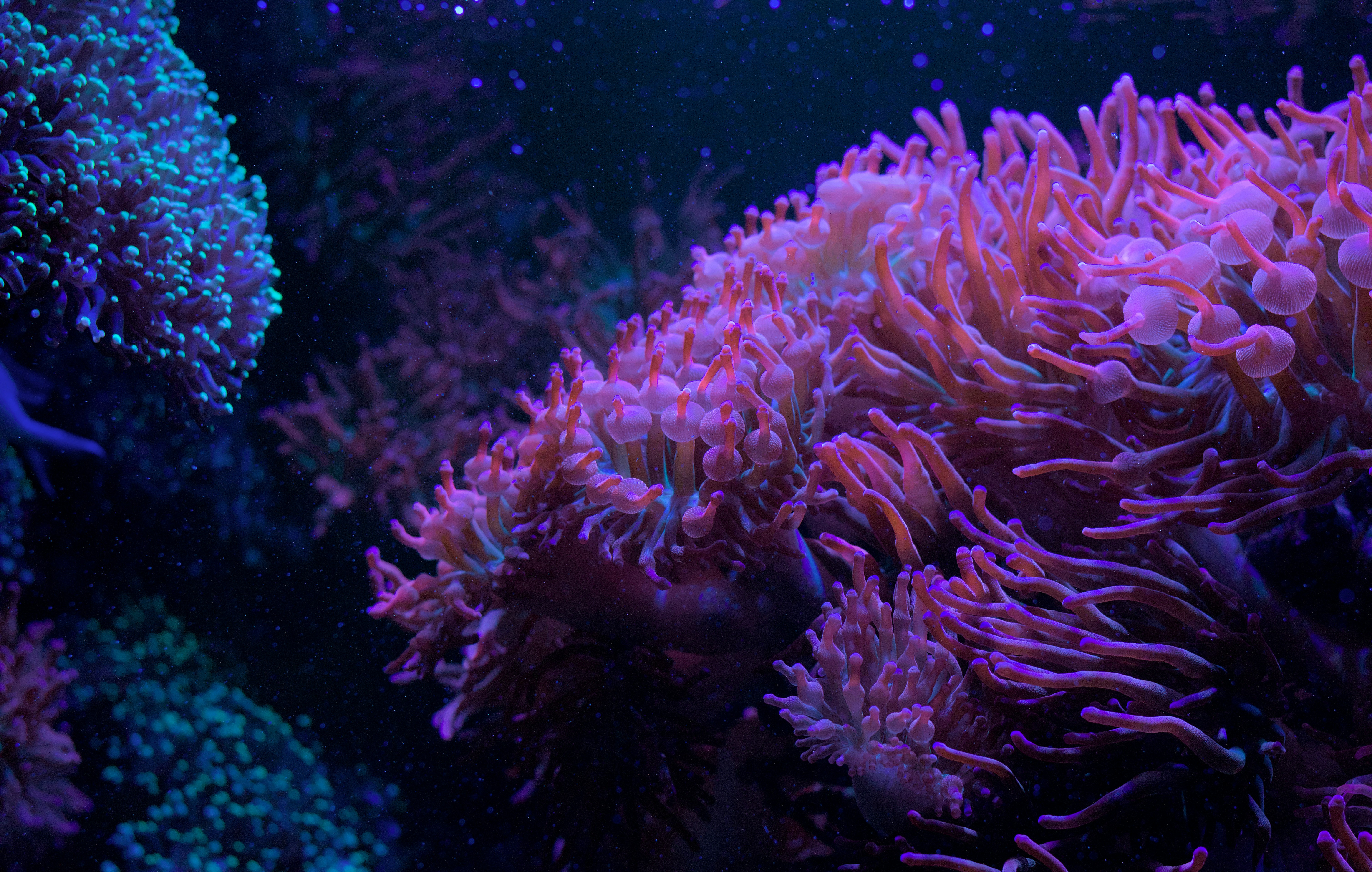 Colorful anemones thrive in a marine aquarium.