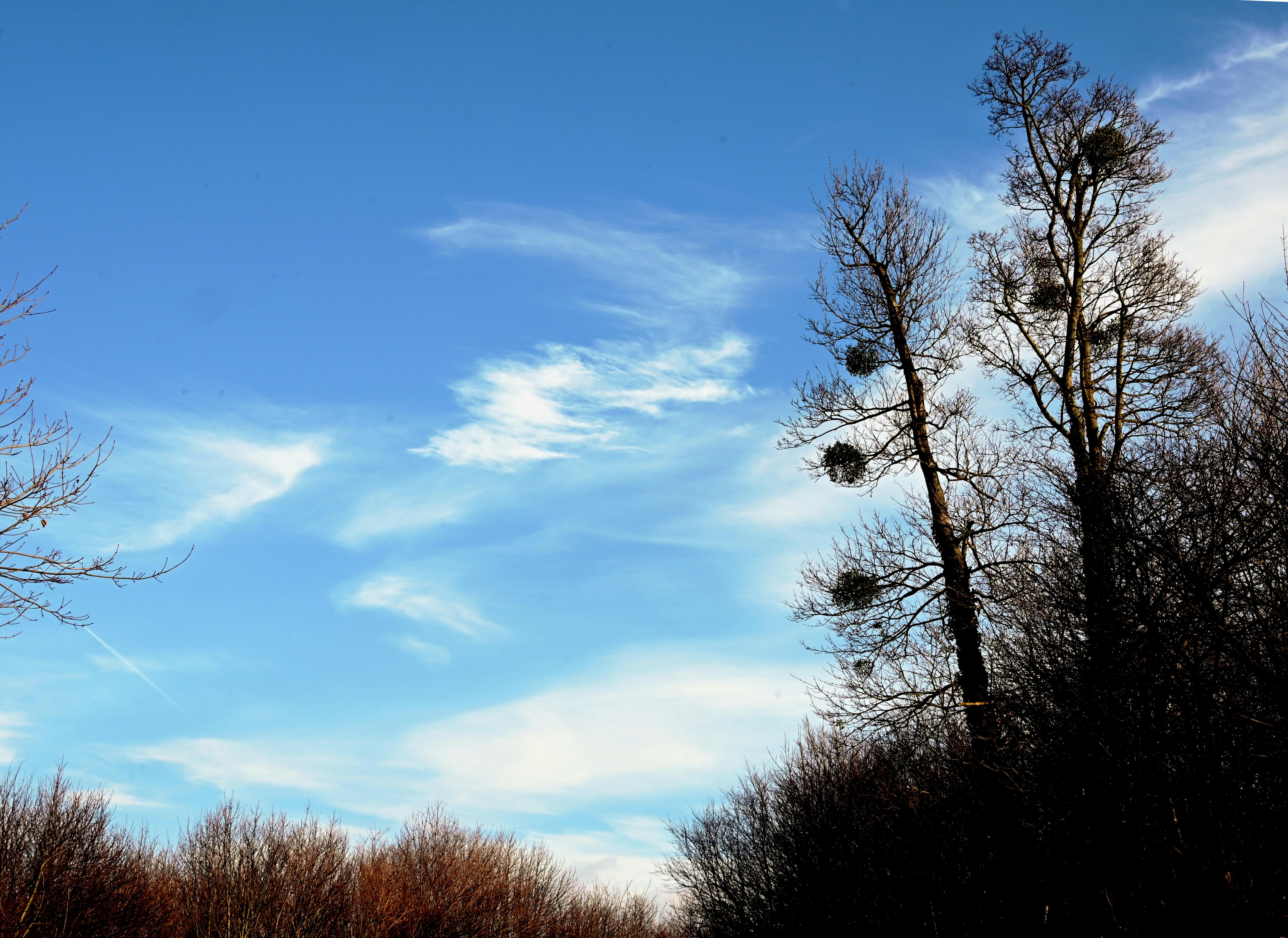 Bare trees silhouetted against a bright blue sky with scattered clouds.