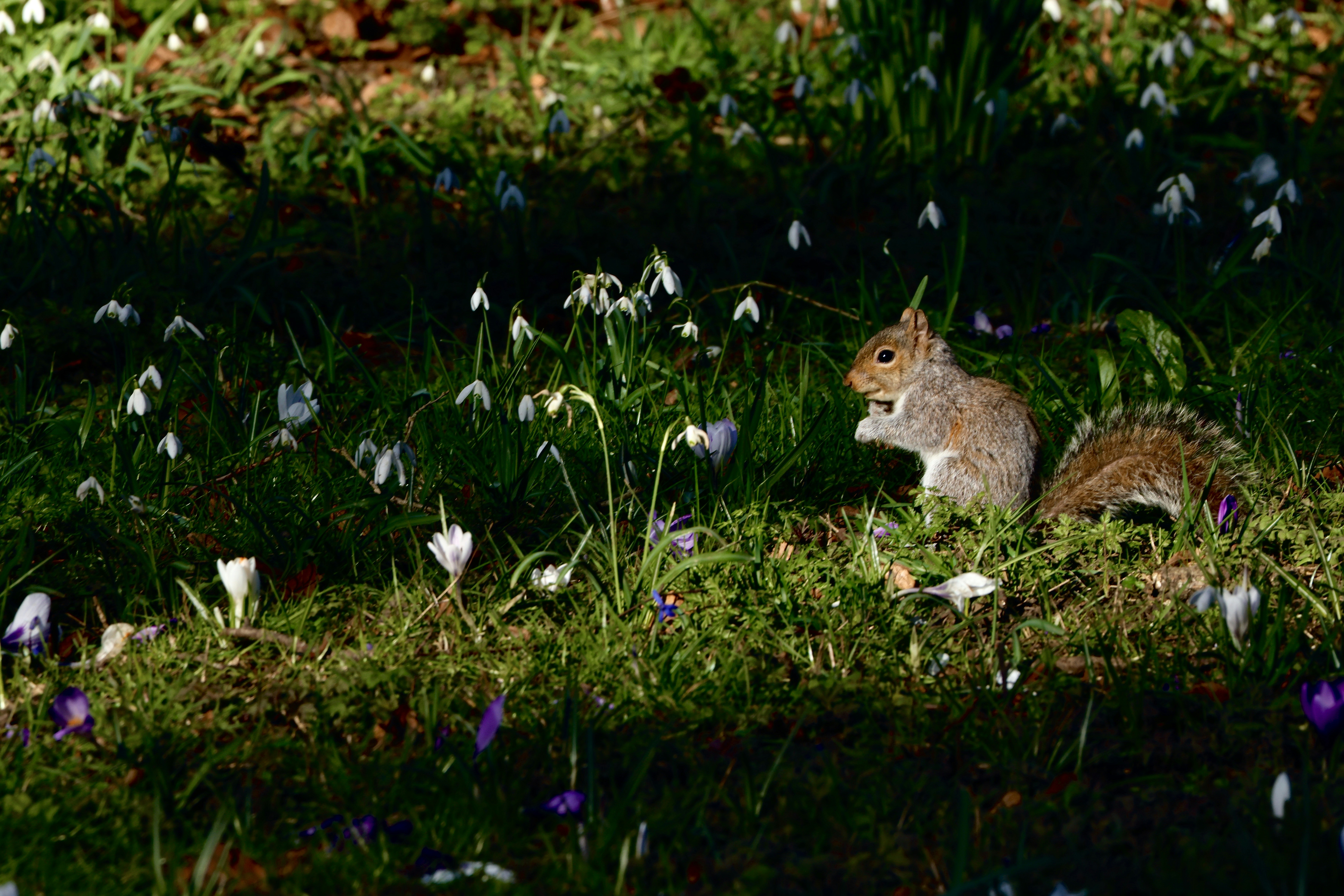 Squirrel in a Quiet Meadow: Dappled Light on a Forest Floor