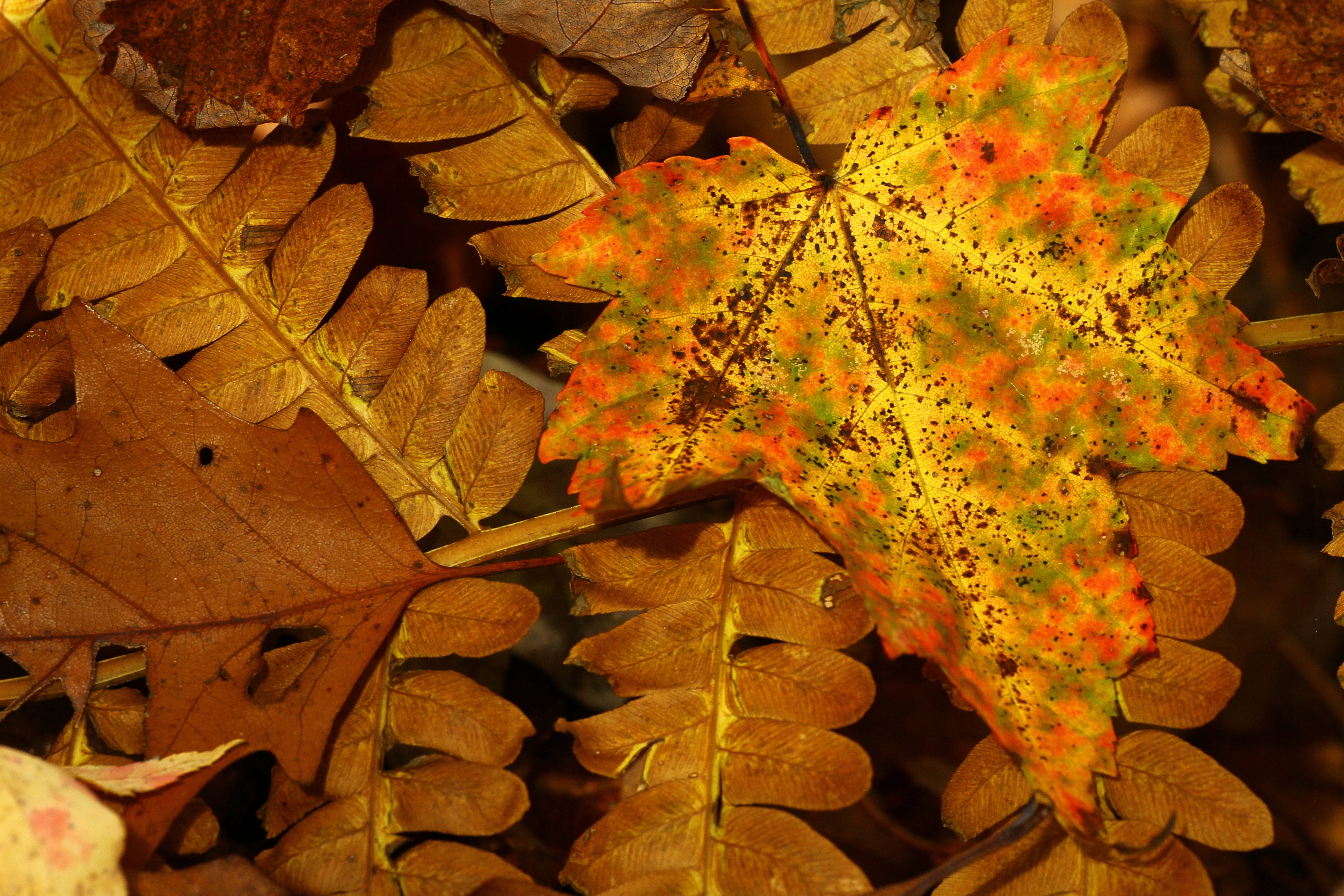 Vibrant maple leaf nestled among brown fern fronds, showcasing autumn's rich hues.
