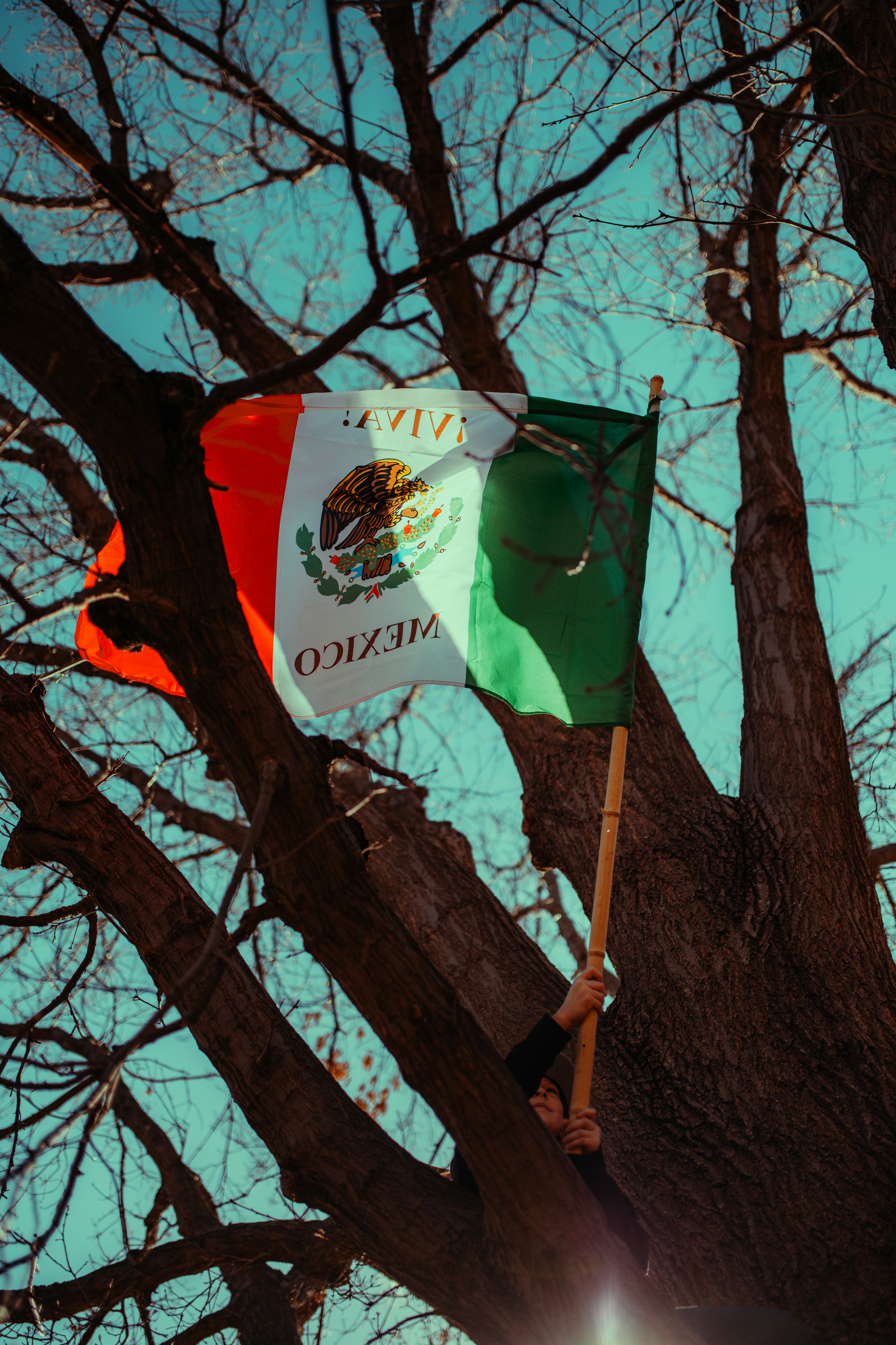 Flag Raised in the Canopy: Mexico's Emblem Surges Above the Bare Branches