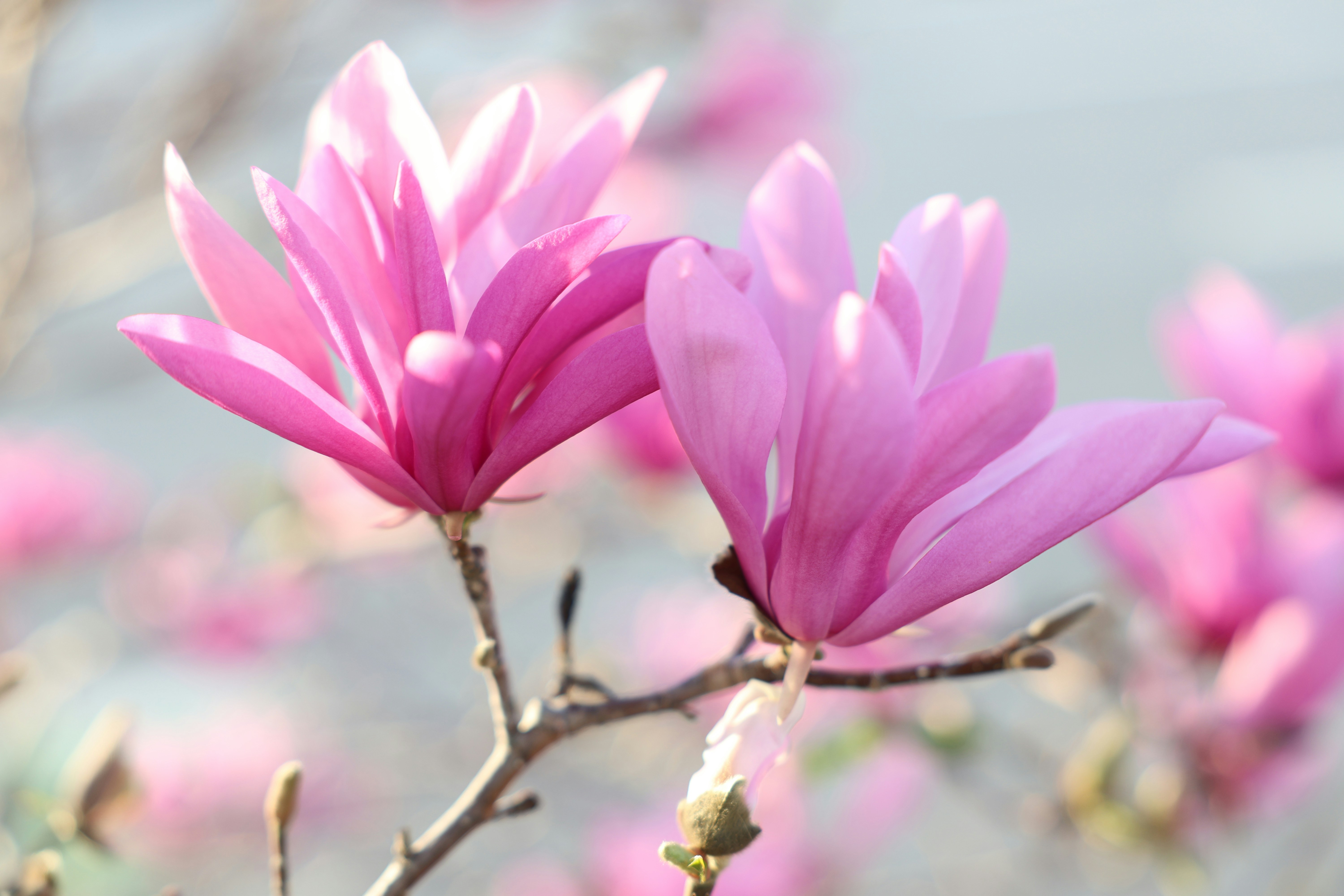 Spring's Gentle Embrace