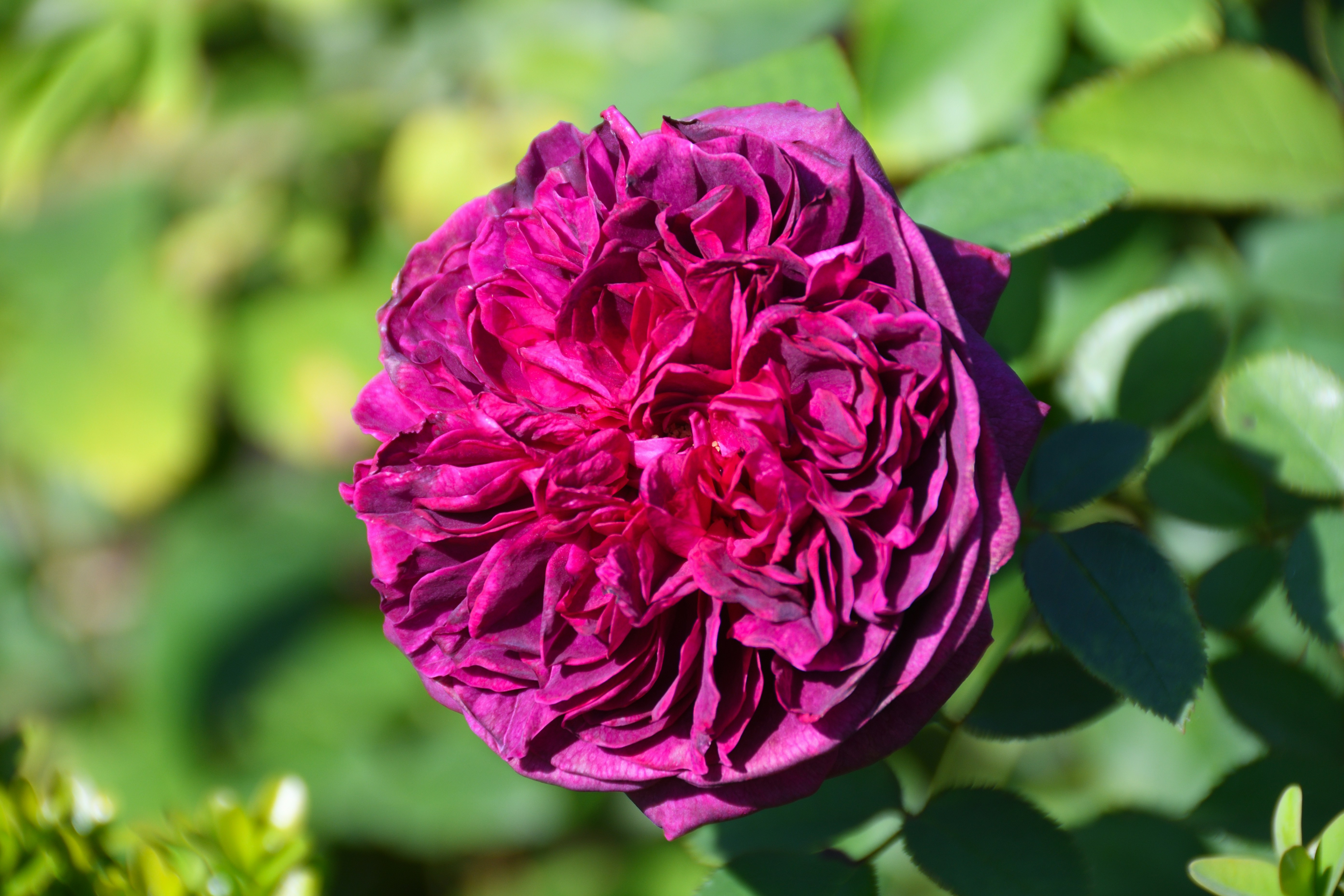 A beautiful, deep purple rose in full bloom. photo – Free Roses Image ...