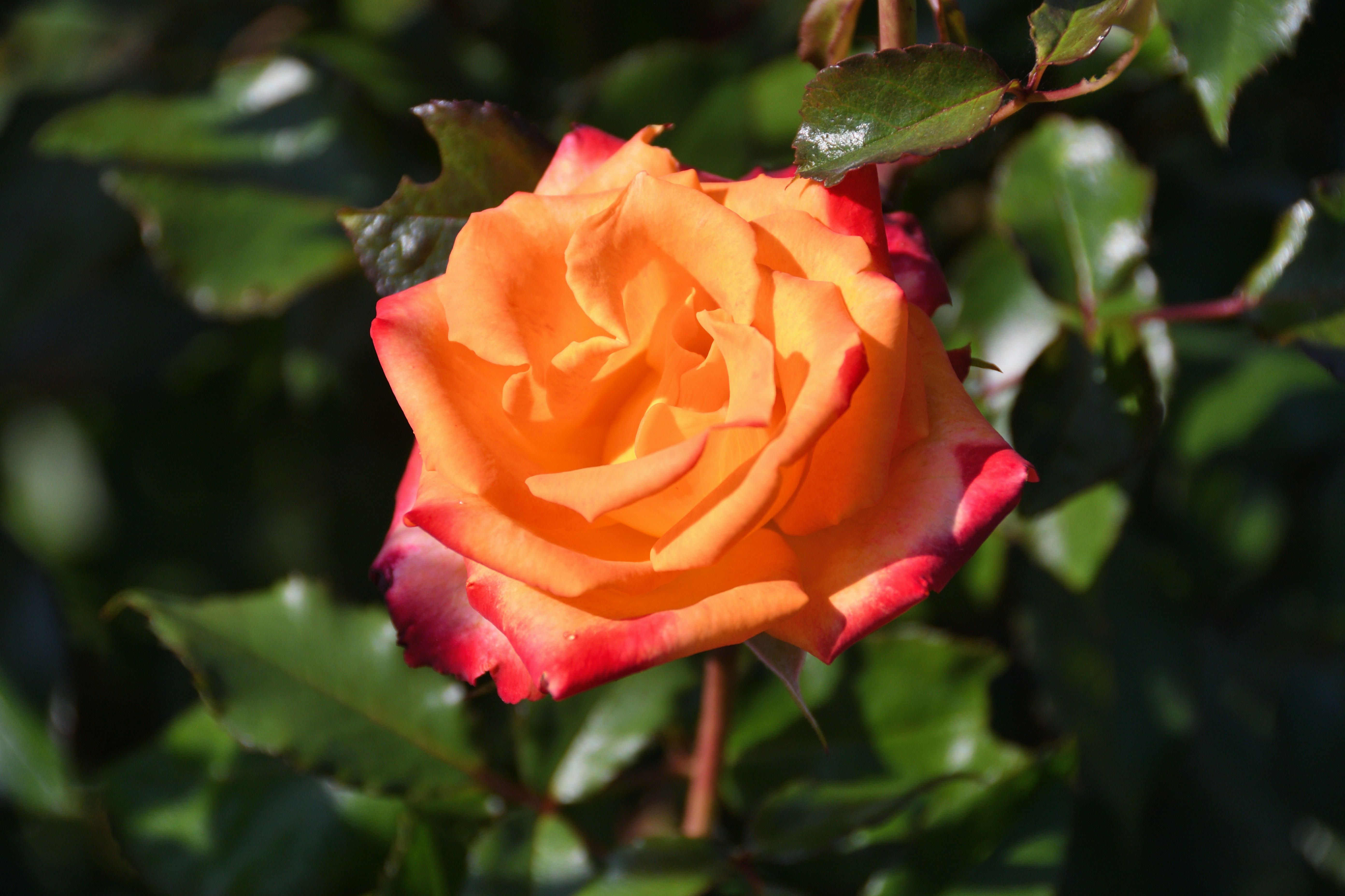A beautiful orange and red rose blooms. photo – Free Ornamental plants ...