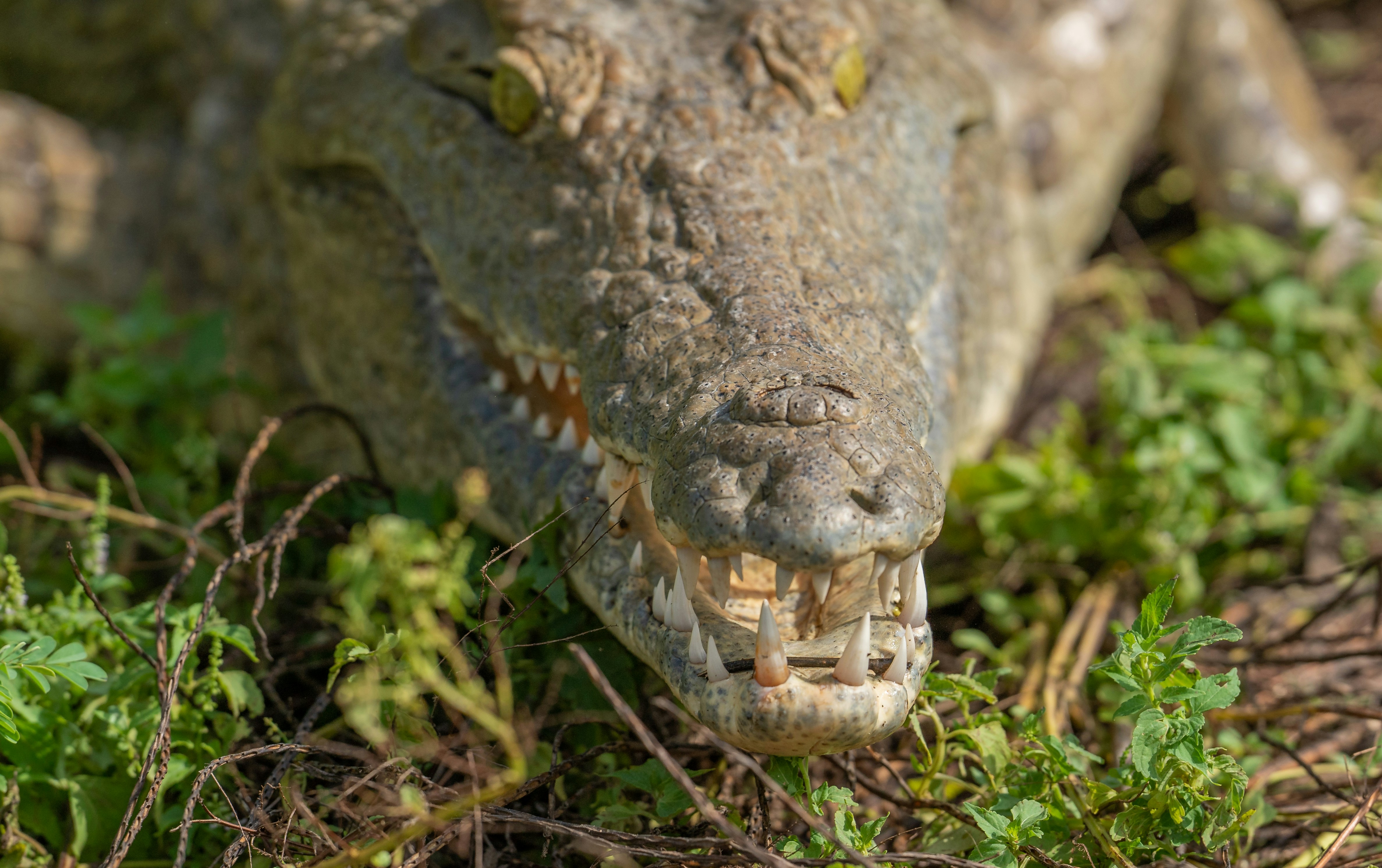 Close-up of a crocodile's head with sharp teeth visible, surrounded by green foliage.