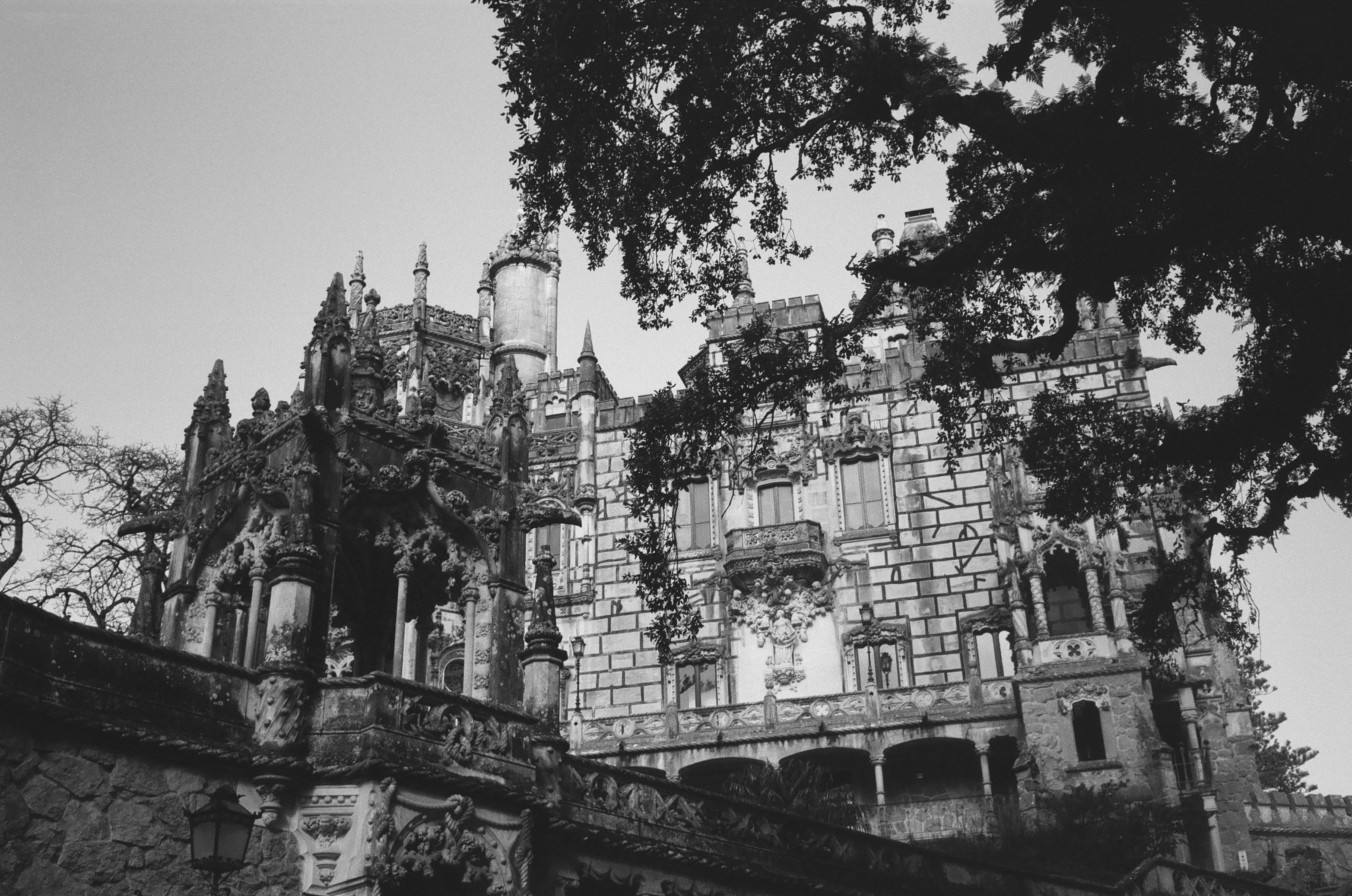 Ornate Gothic architecture framed by sprawling oak branches in monochrome.