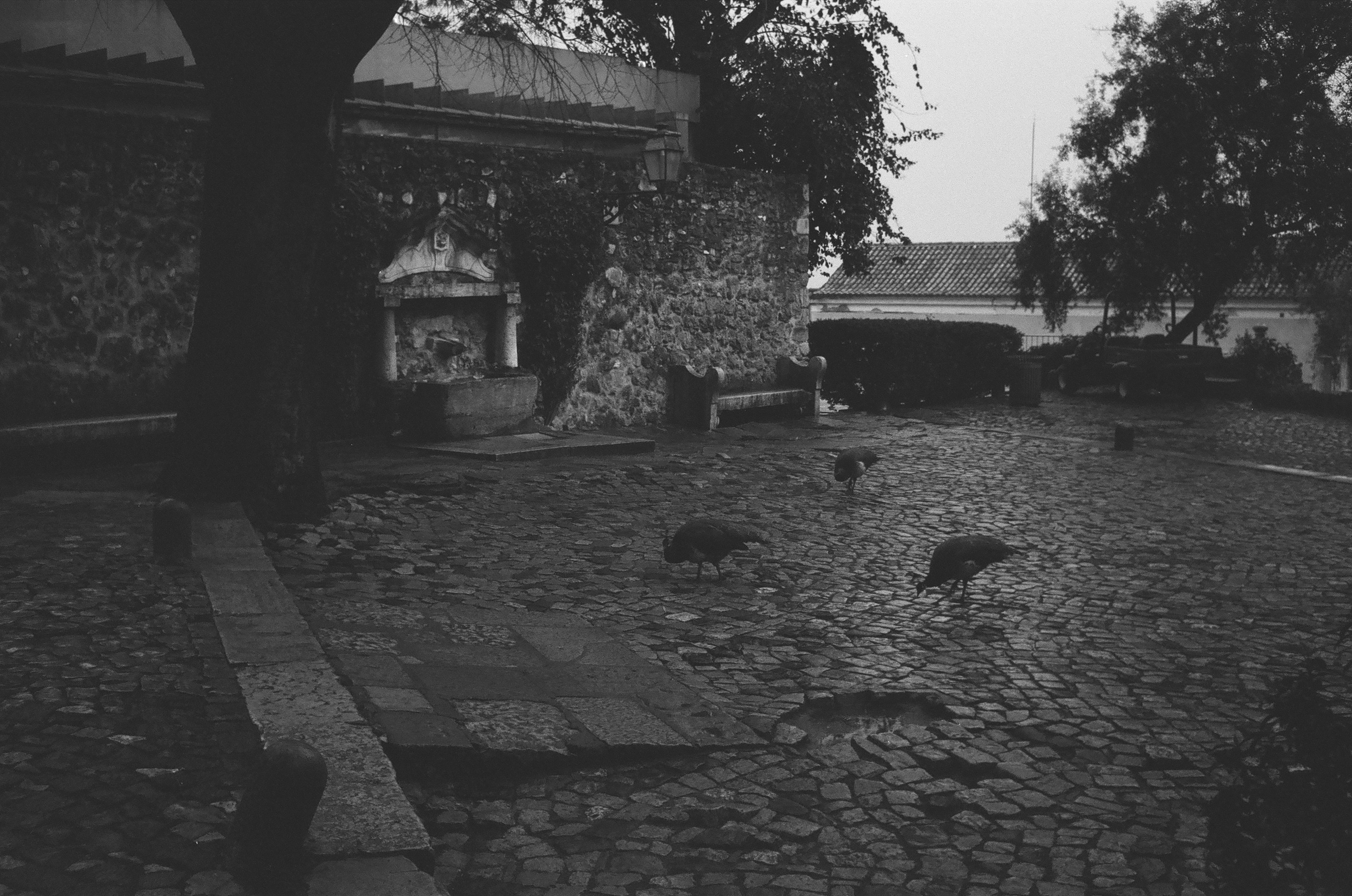 Peacocks roam a cobblestone courtyard beside an old stone wall under overcast skies.