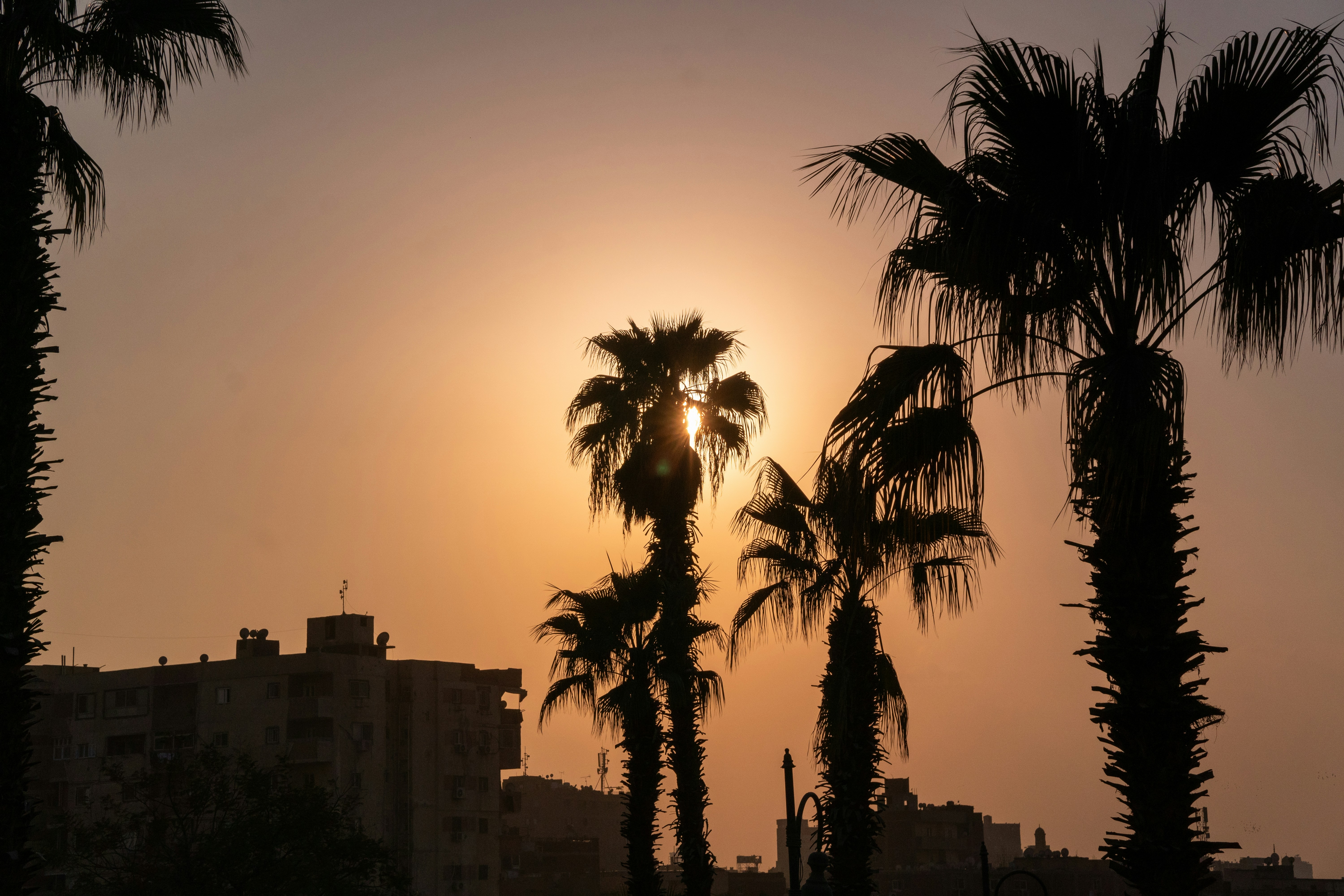 Palm trees silhouetted against a vibrant sunset sky over a cityscape.