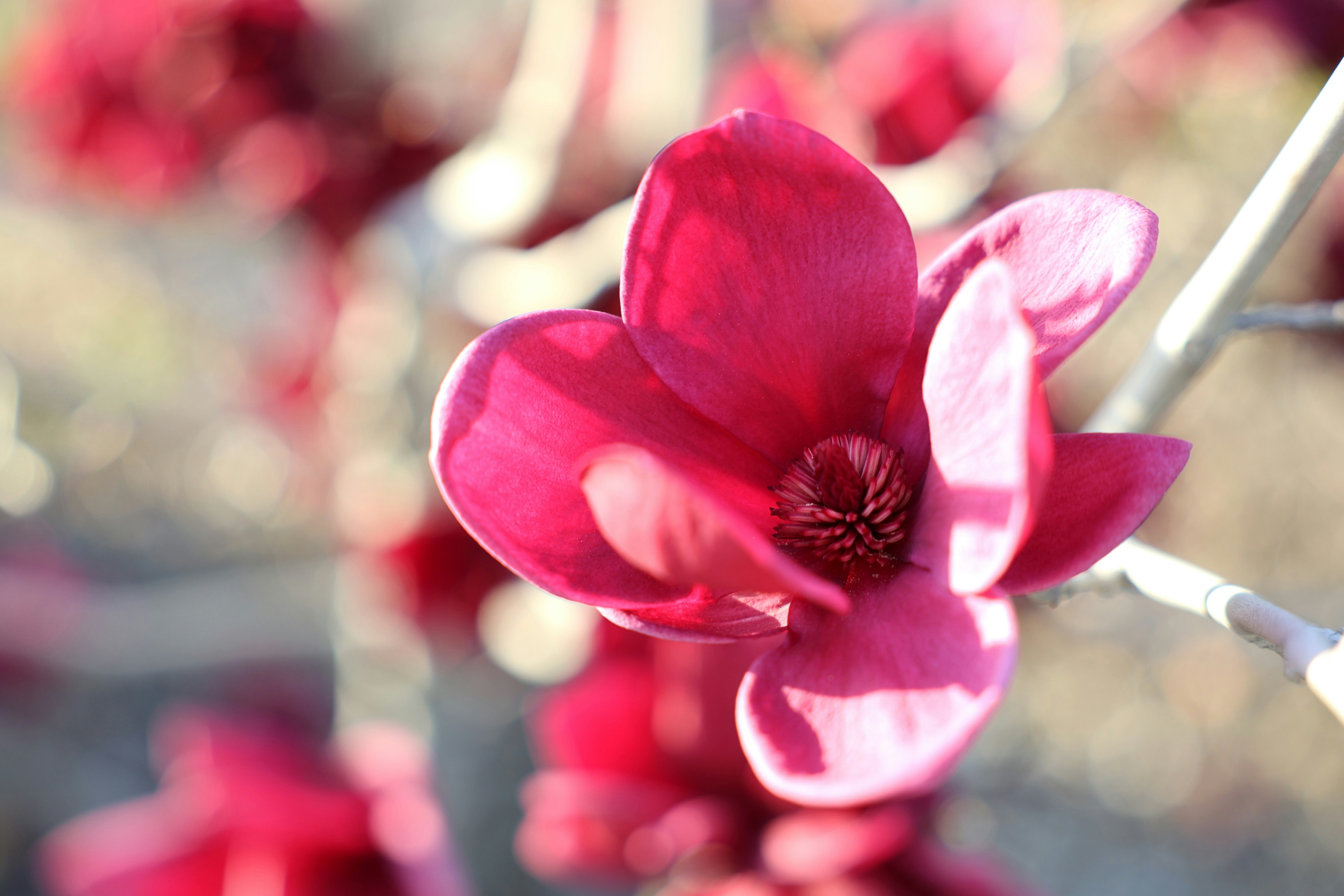 Blossom Symphony in Scarlet
