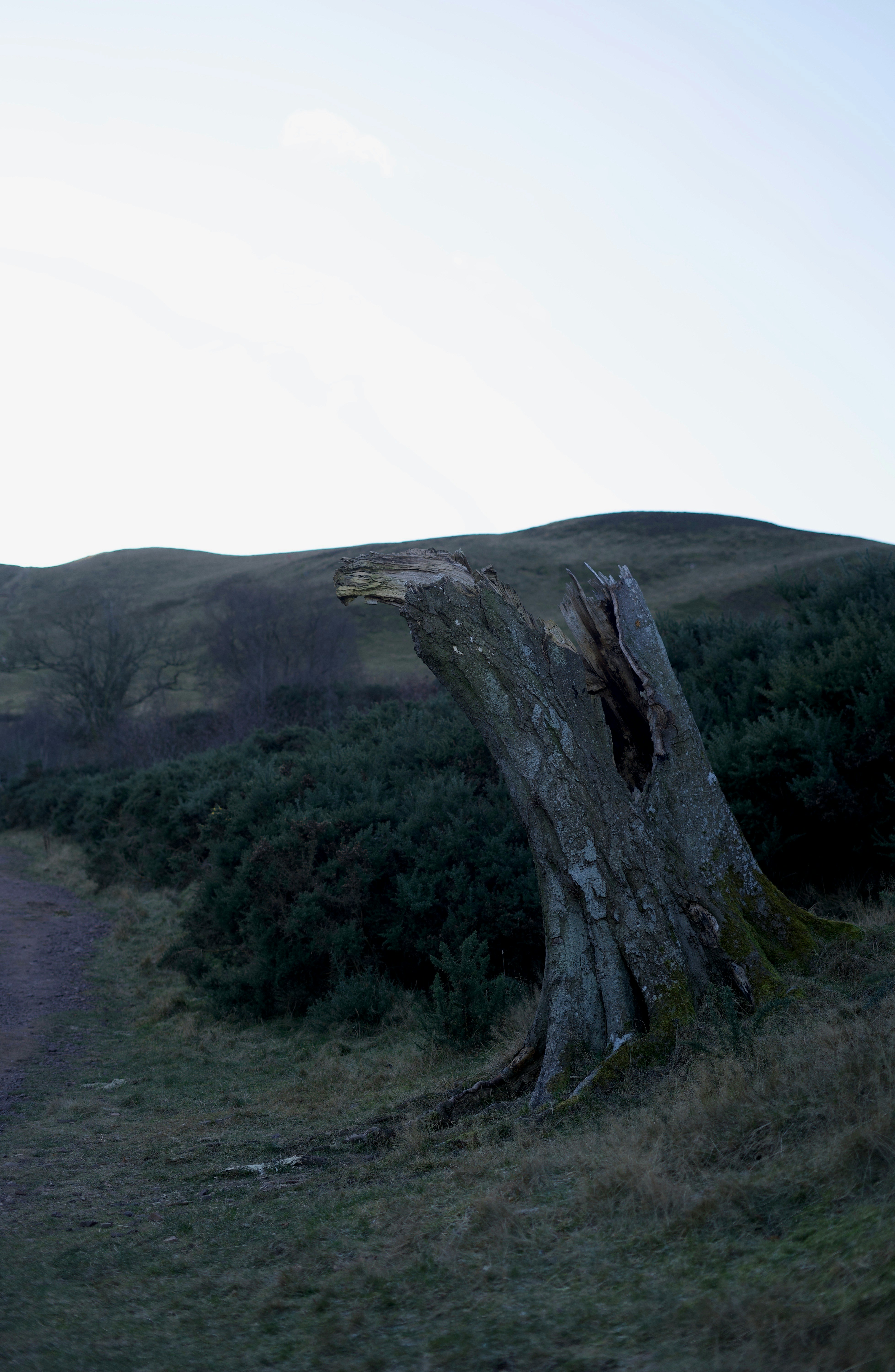 Ancient Tree Remnant at the Edge of the Path