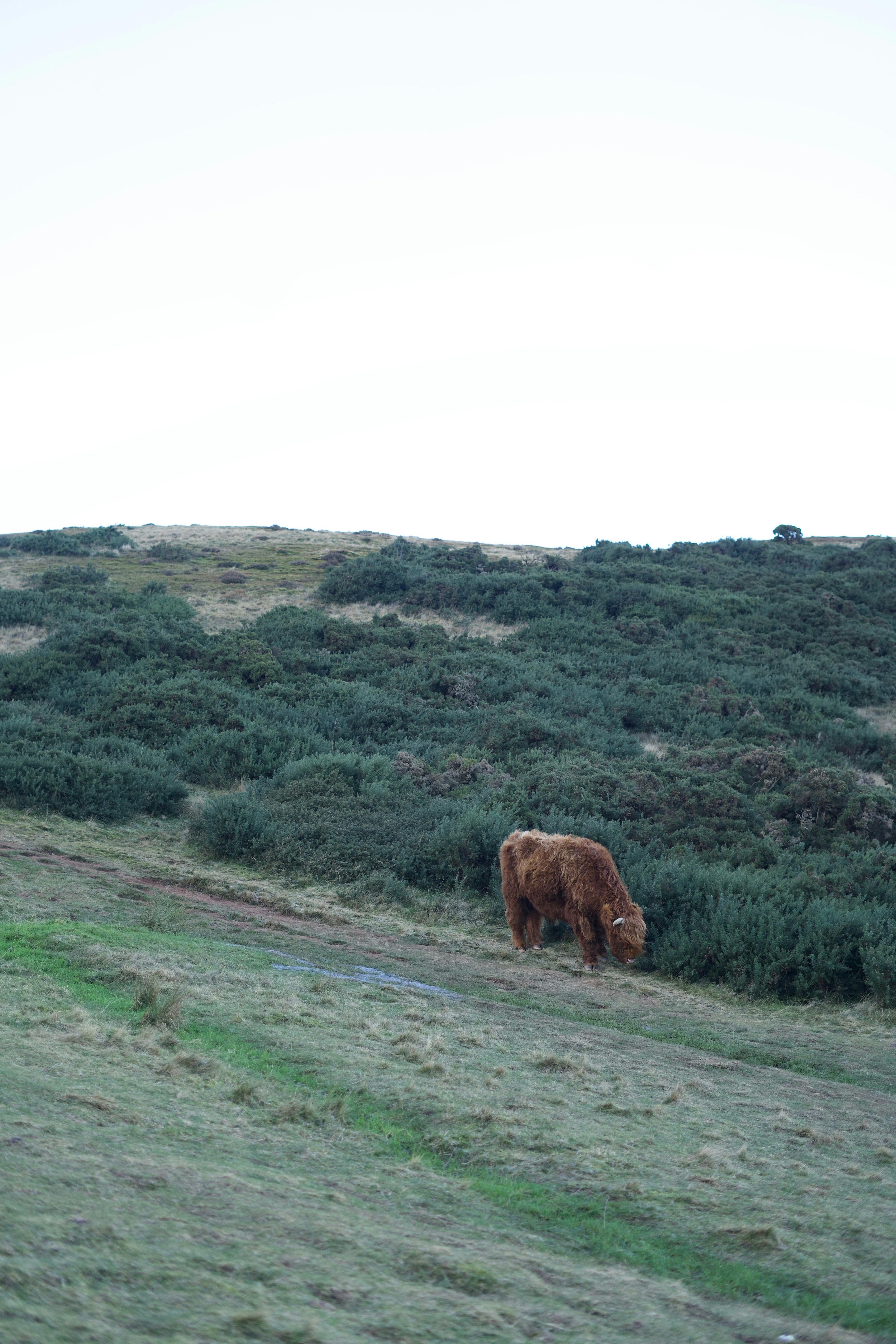 Grazing on the Windswept Heath: a solitary brown cow on a hillside