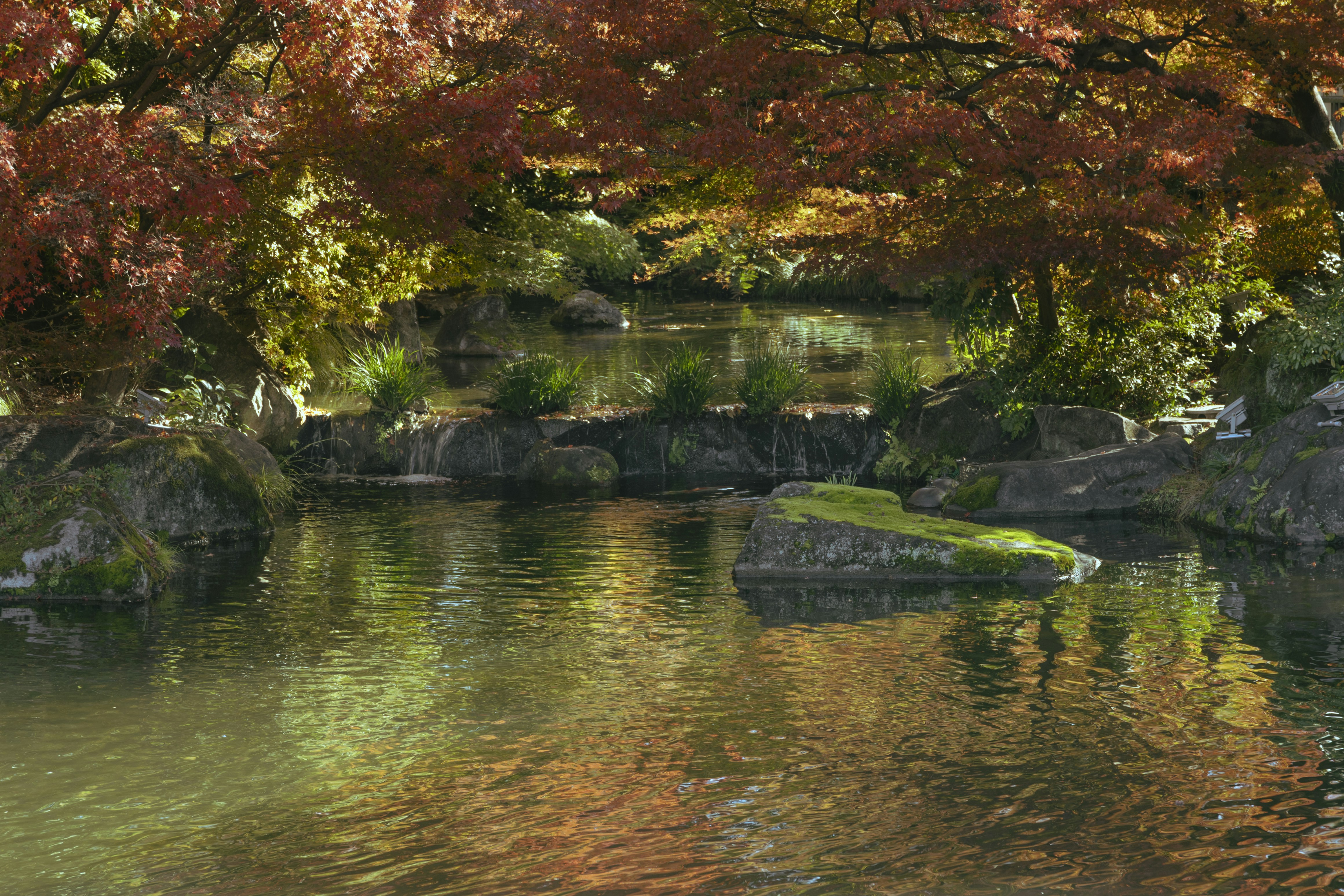 Tranquil pond surrounded by vibrant autumn foliage with reflections on the water's surface.
