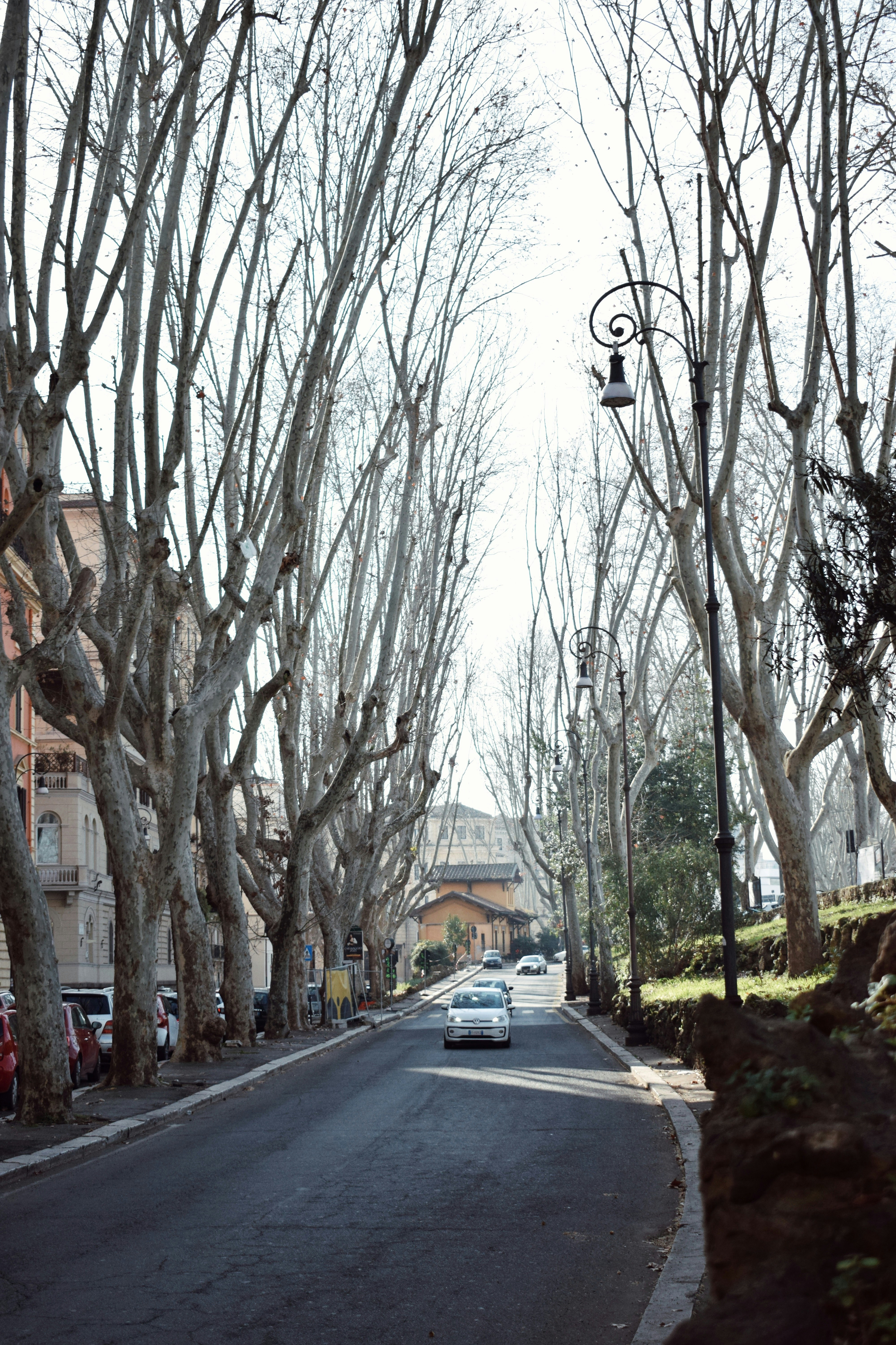 Street in Winter: A Quiet Avenue Framed by Leafless Trees