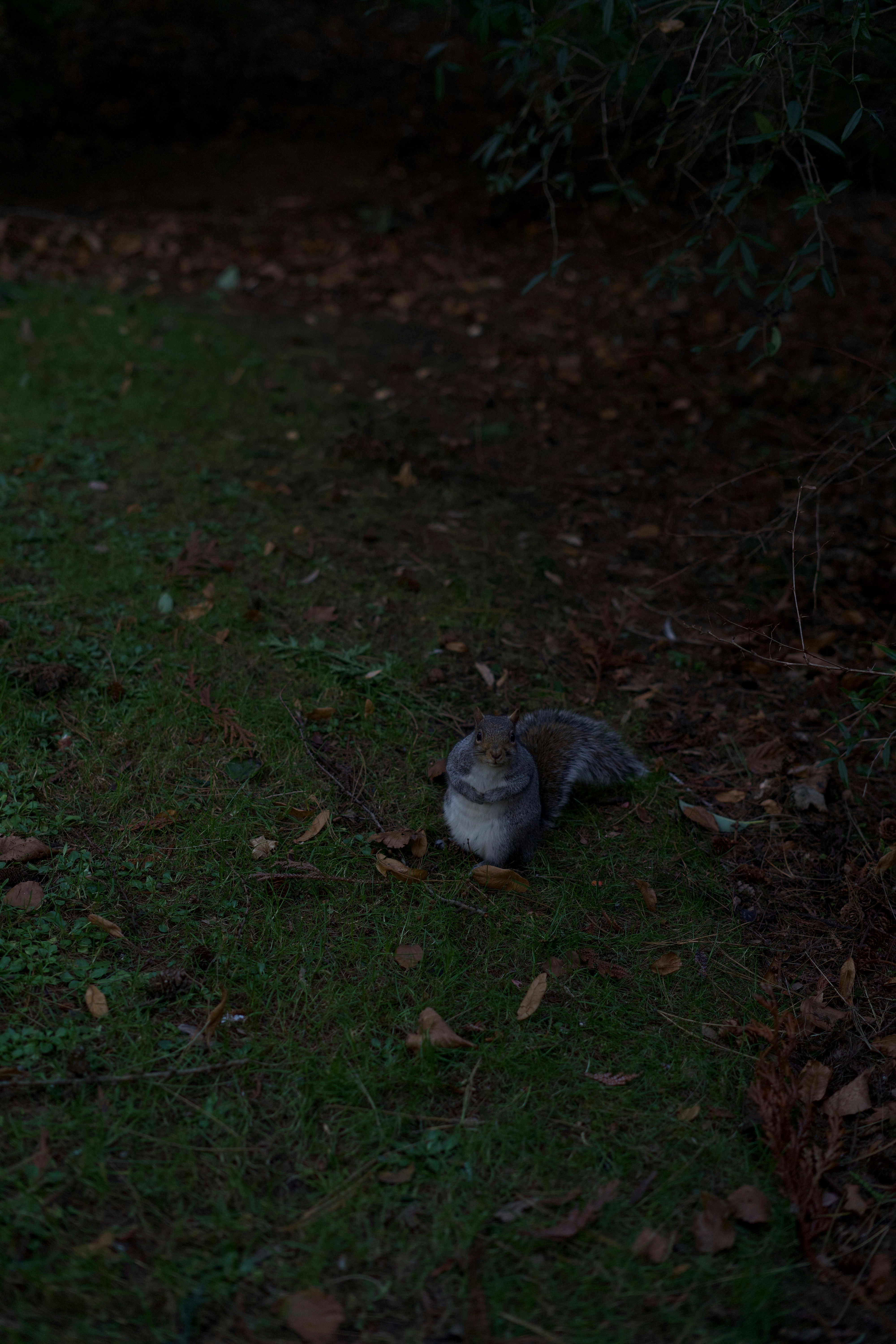 Squirrel at Dusk: A Quiet Moment on the Leaf-Littered Path