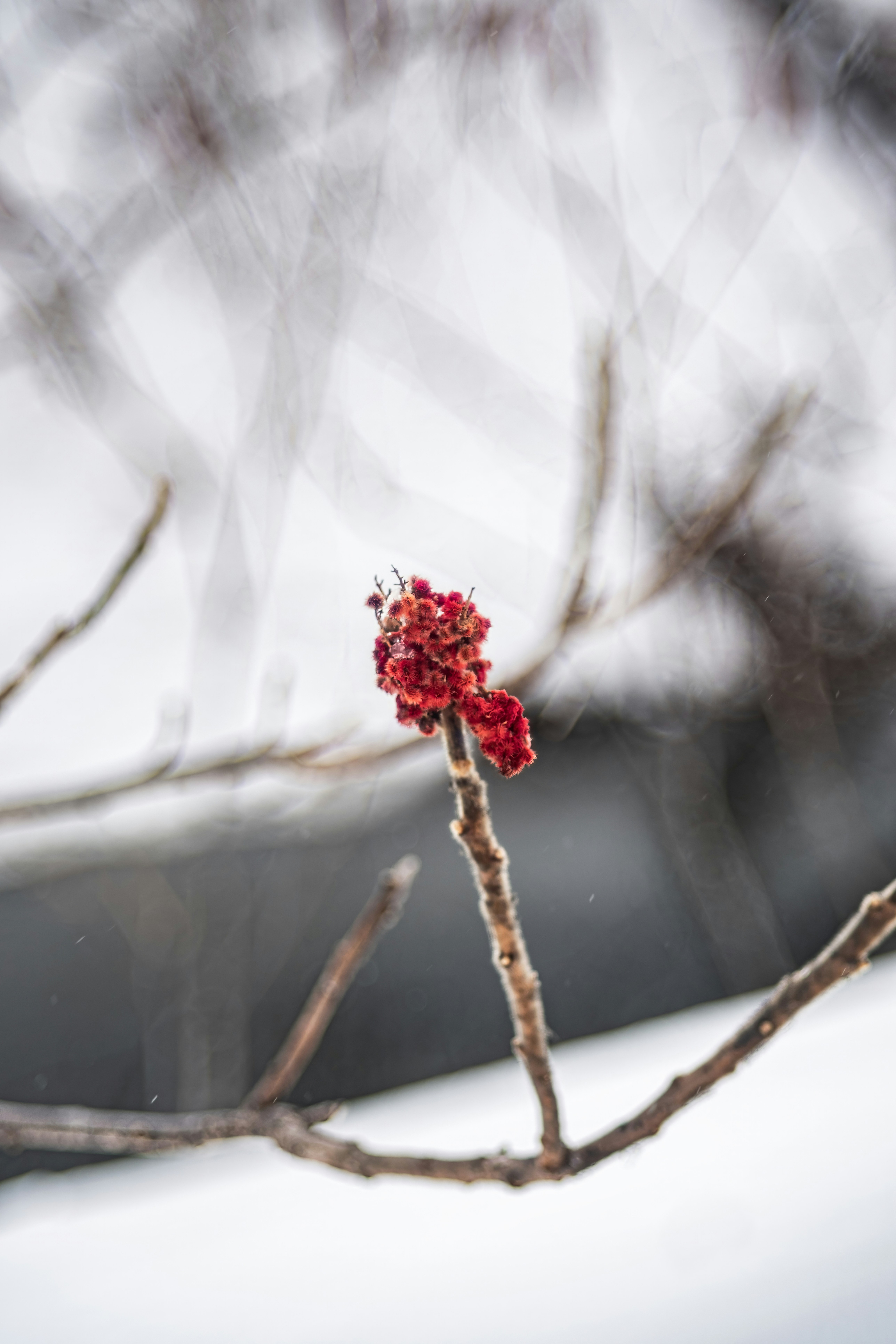Crimson Crown on a Snow-Kissed Branch