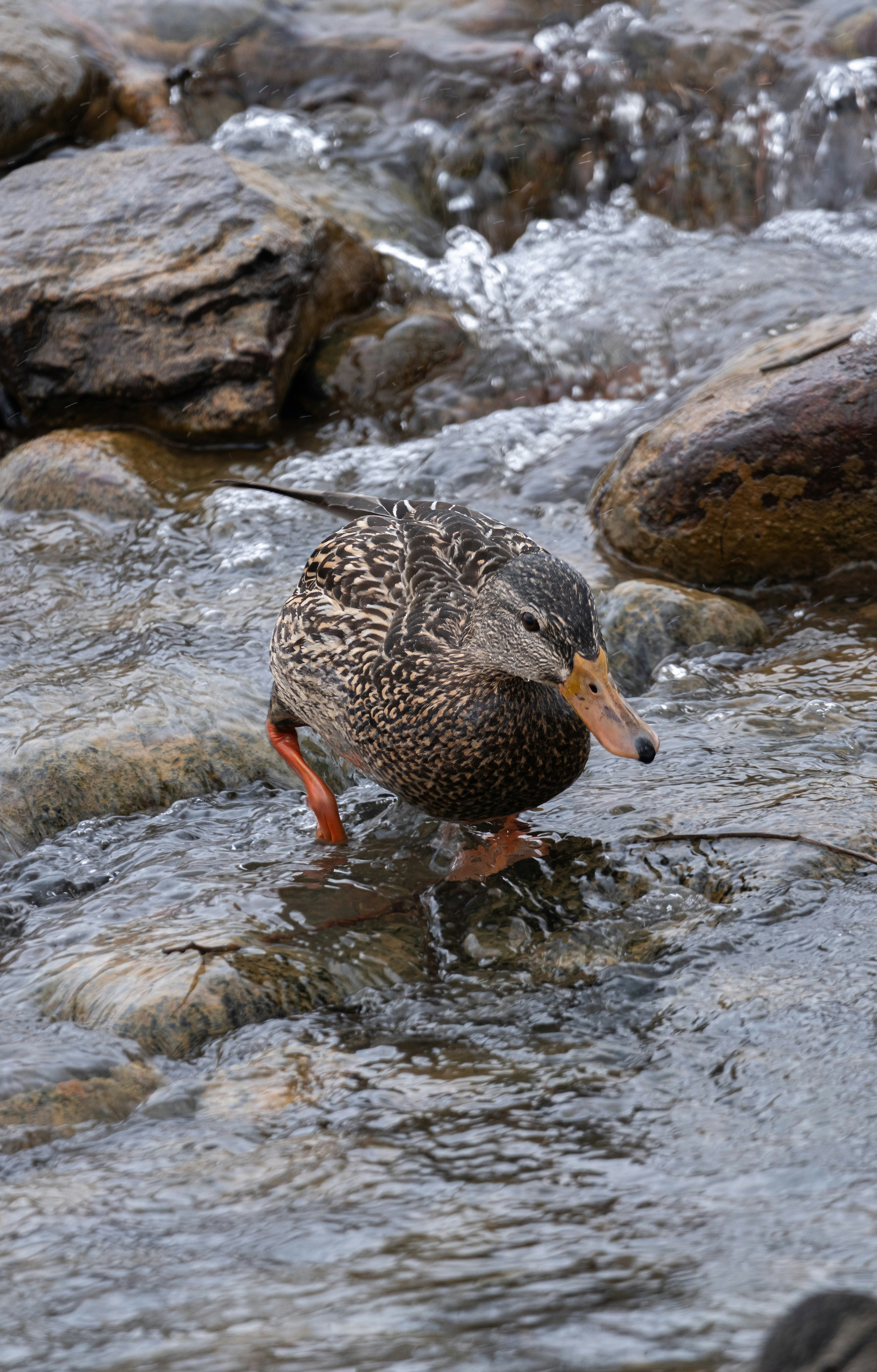 Pebble Ballet: A Mottled Mallard in a Shallow Rock-Stream